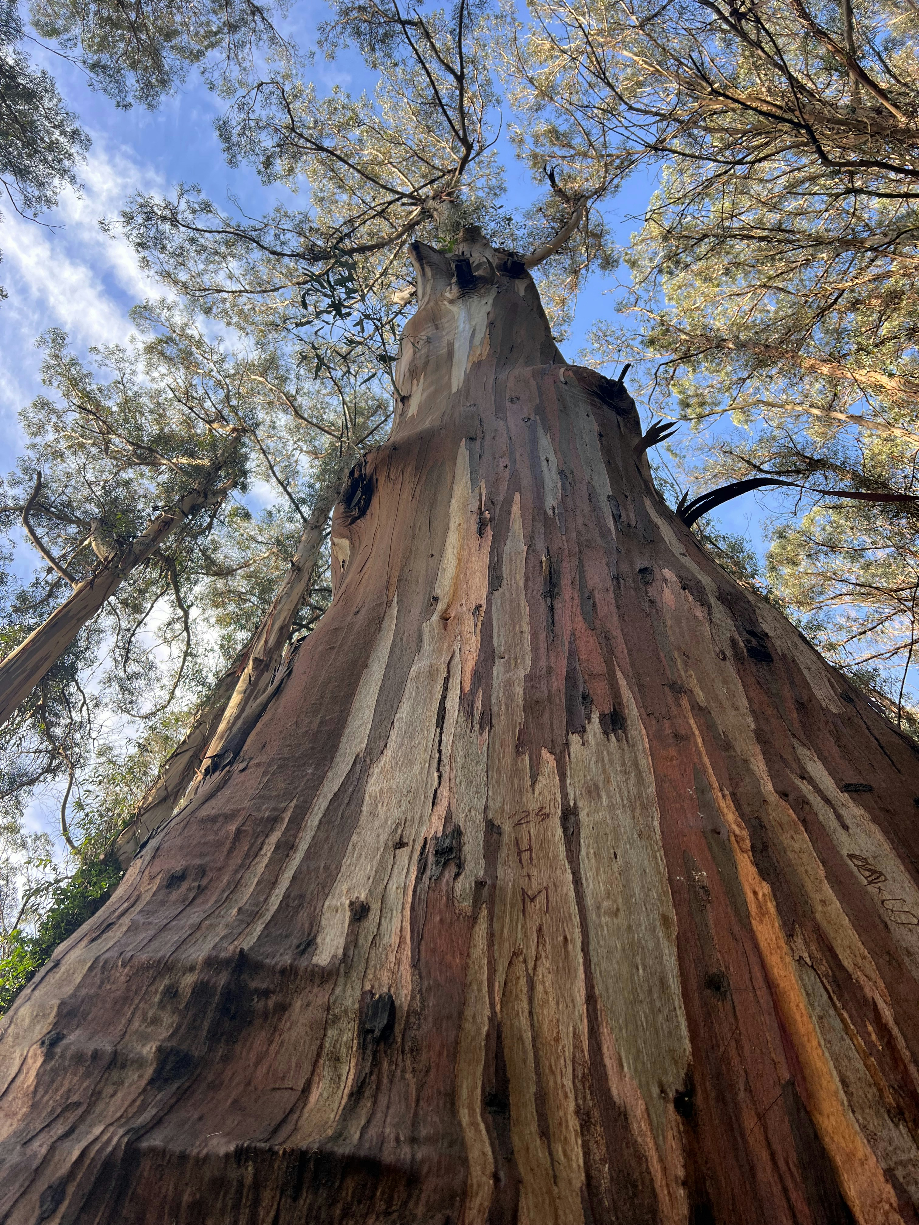 A very tall tree in the middle of a forest photo – Free Tree Image on ...