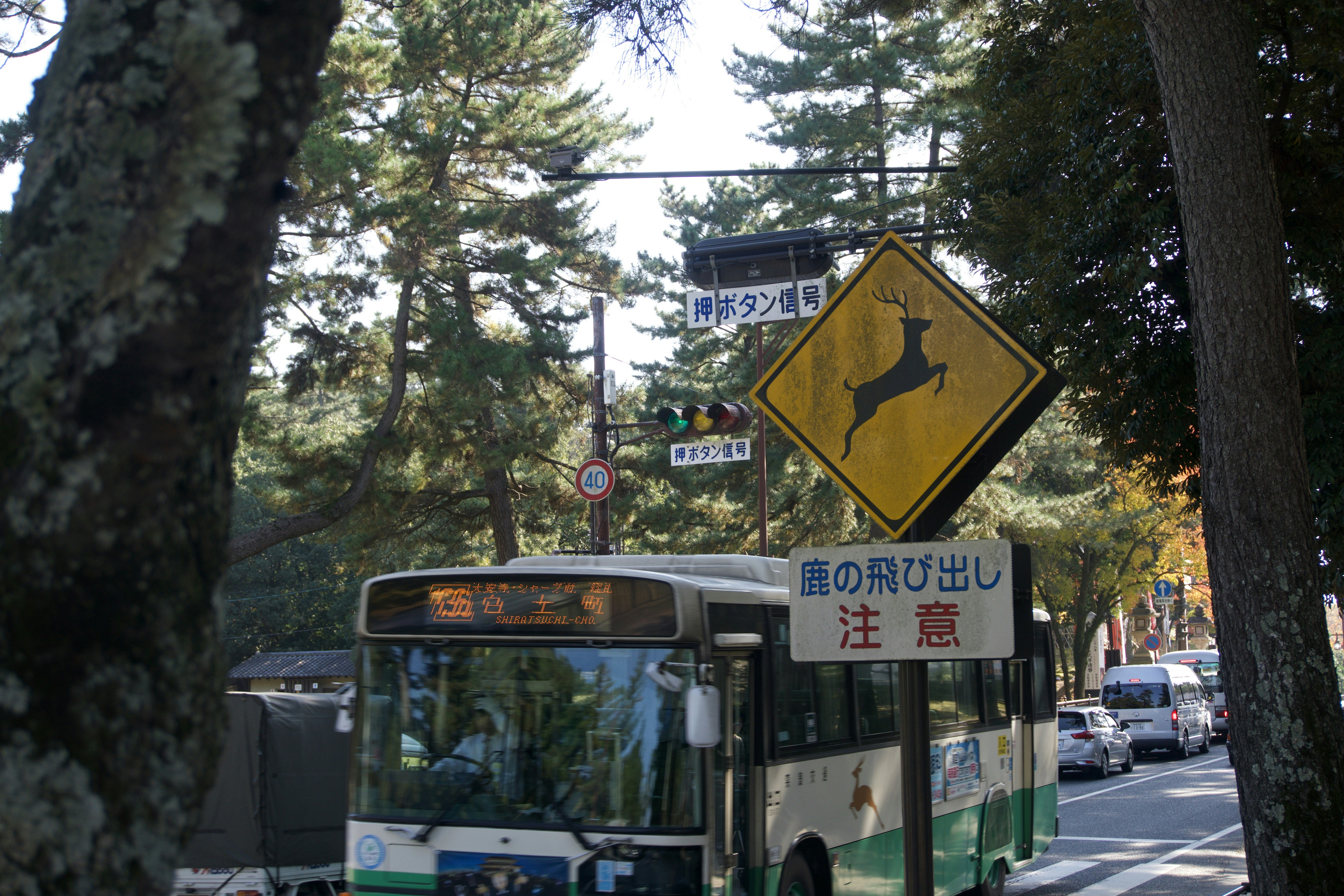 Deer Crossing Warning Sign Overlooked by Morning Bus Traffic