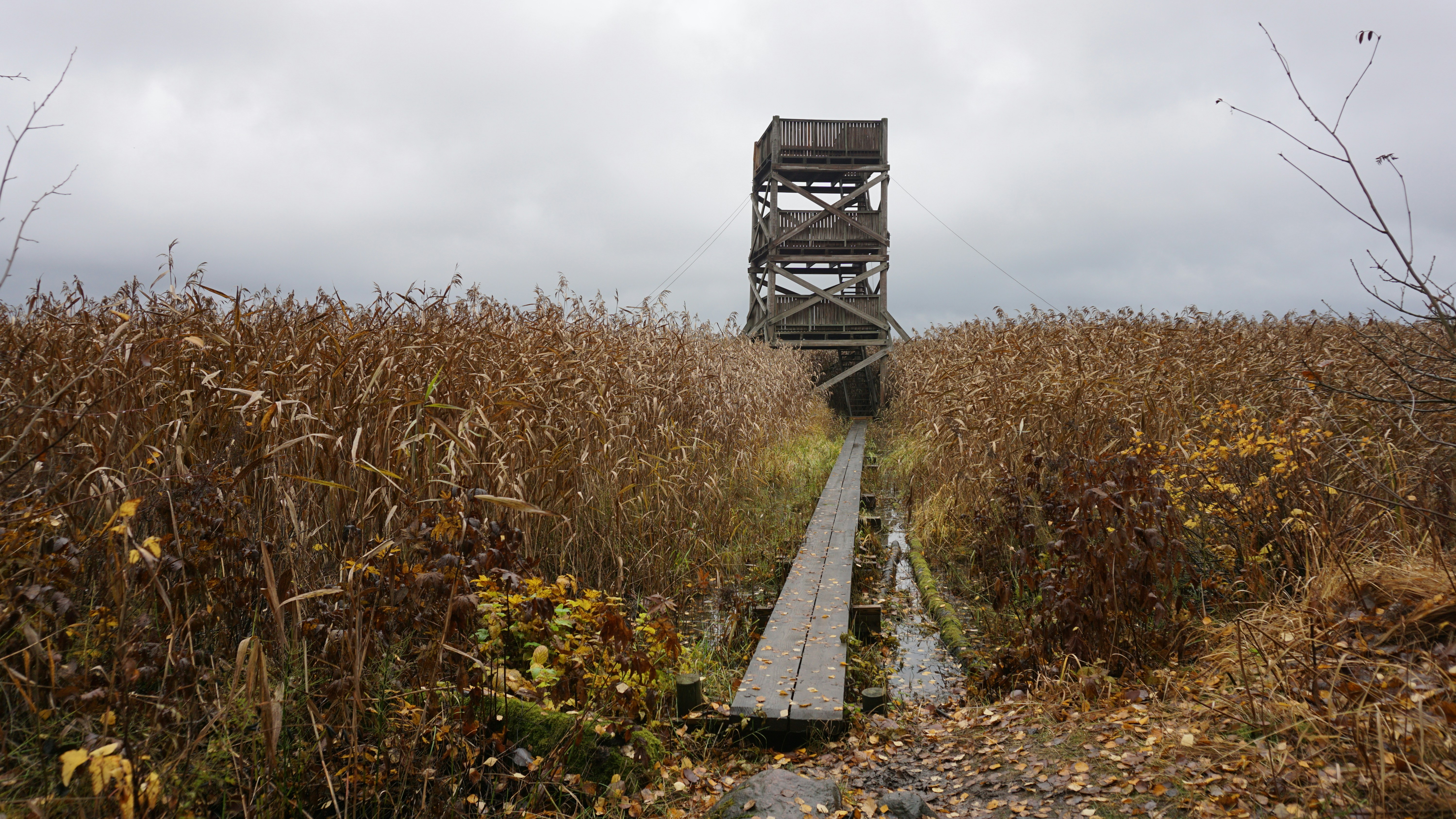 Pathway to the Skyward Lookout