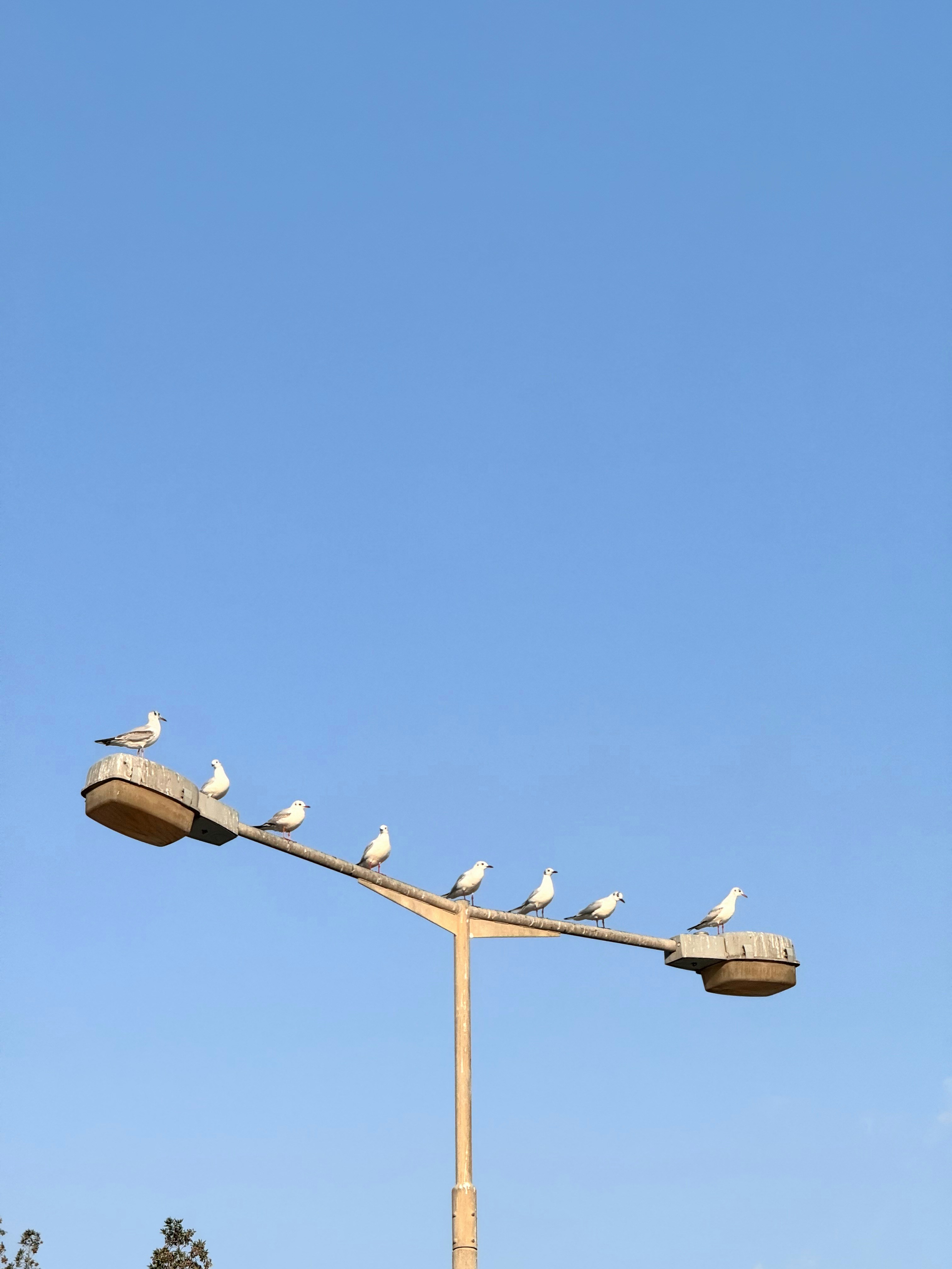 Azure Sky Gull Parade on a Diagonal Streetlamp