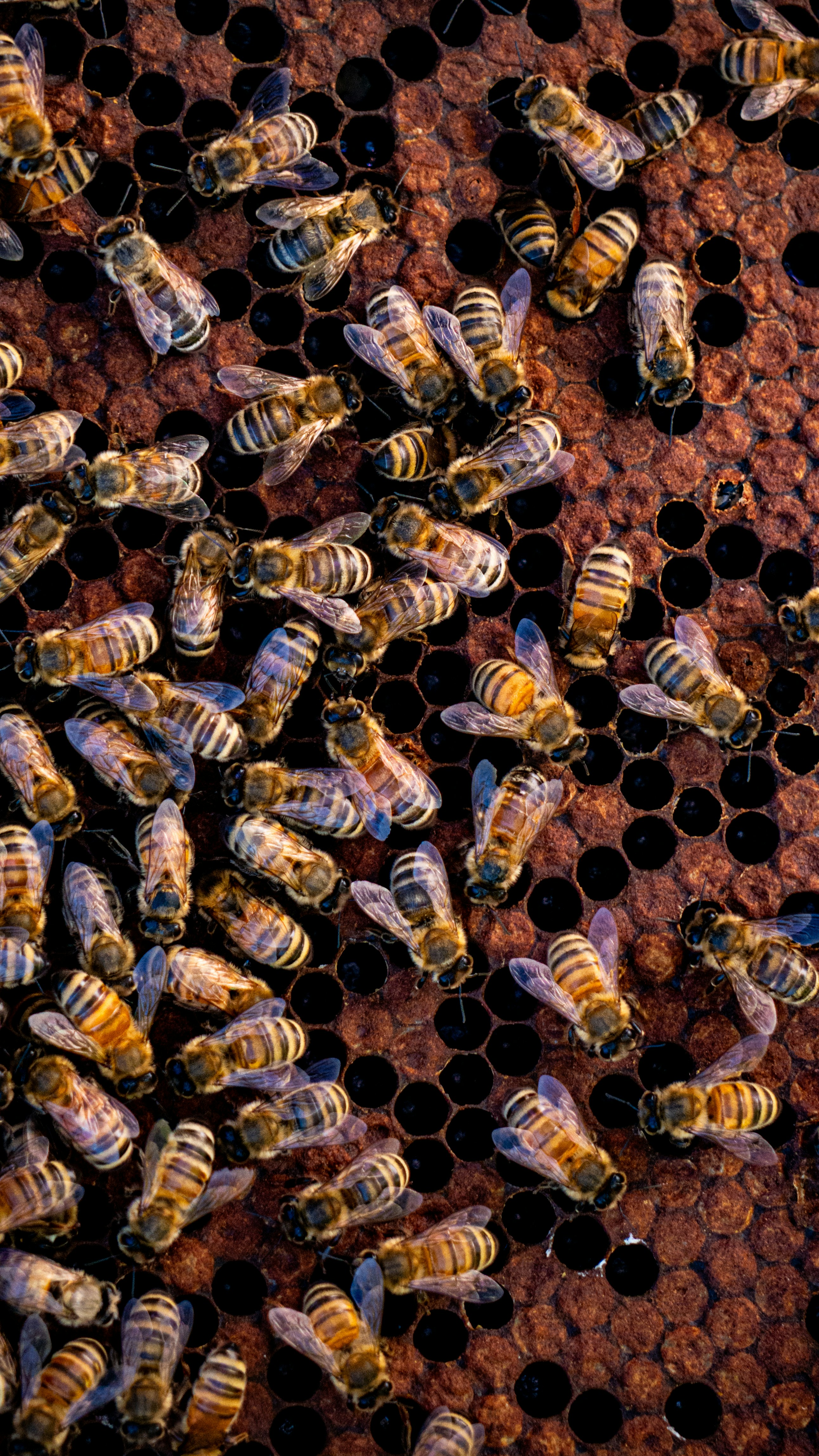A bunch of bees that are on a piece of metal photo – Free Bee Image on ...