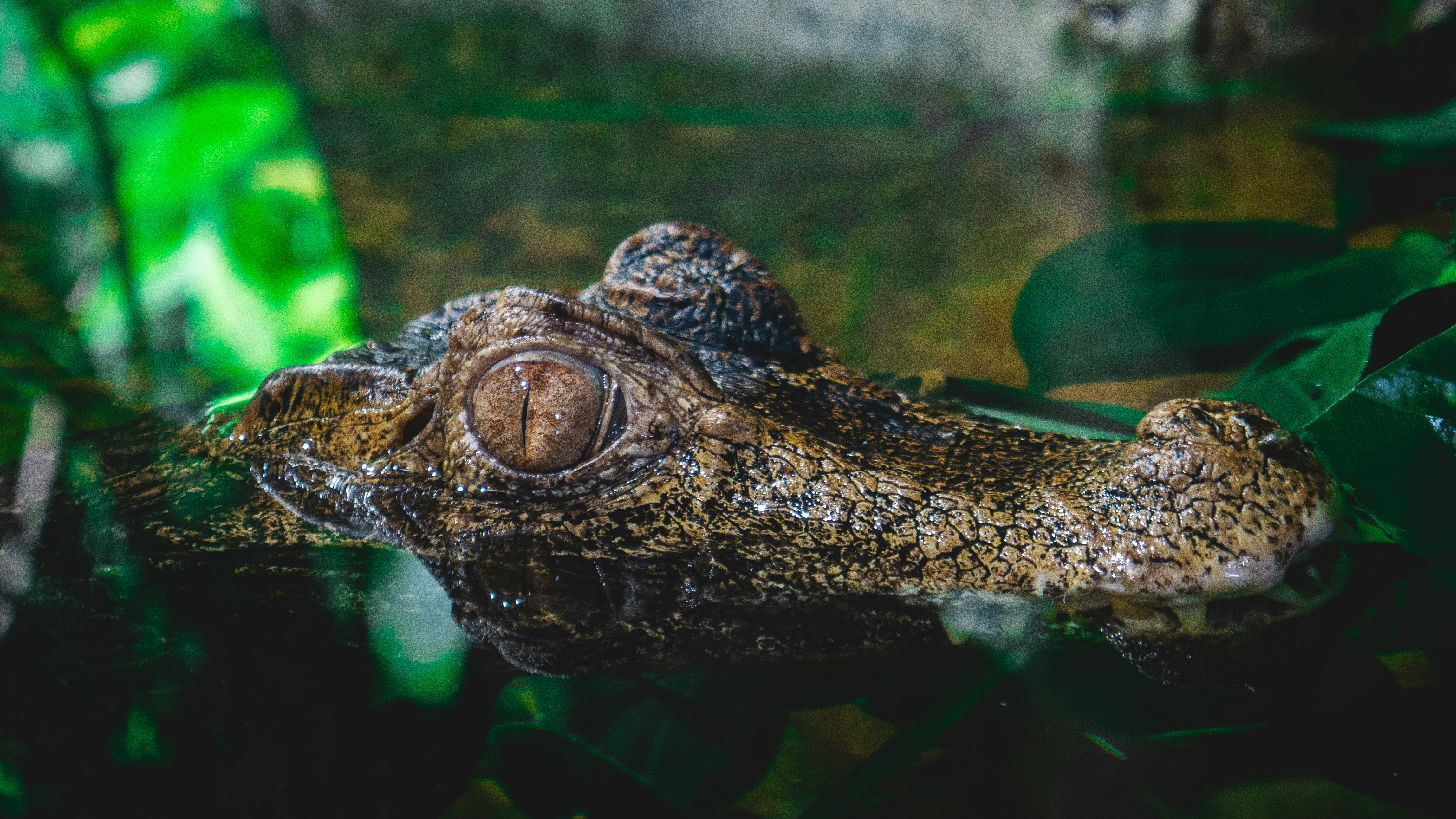 Caiman Pictures | Download Free Images on Unsplash