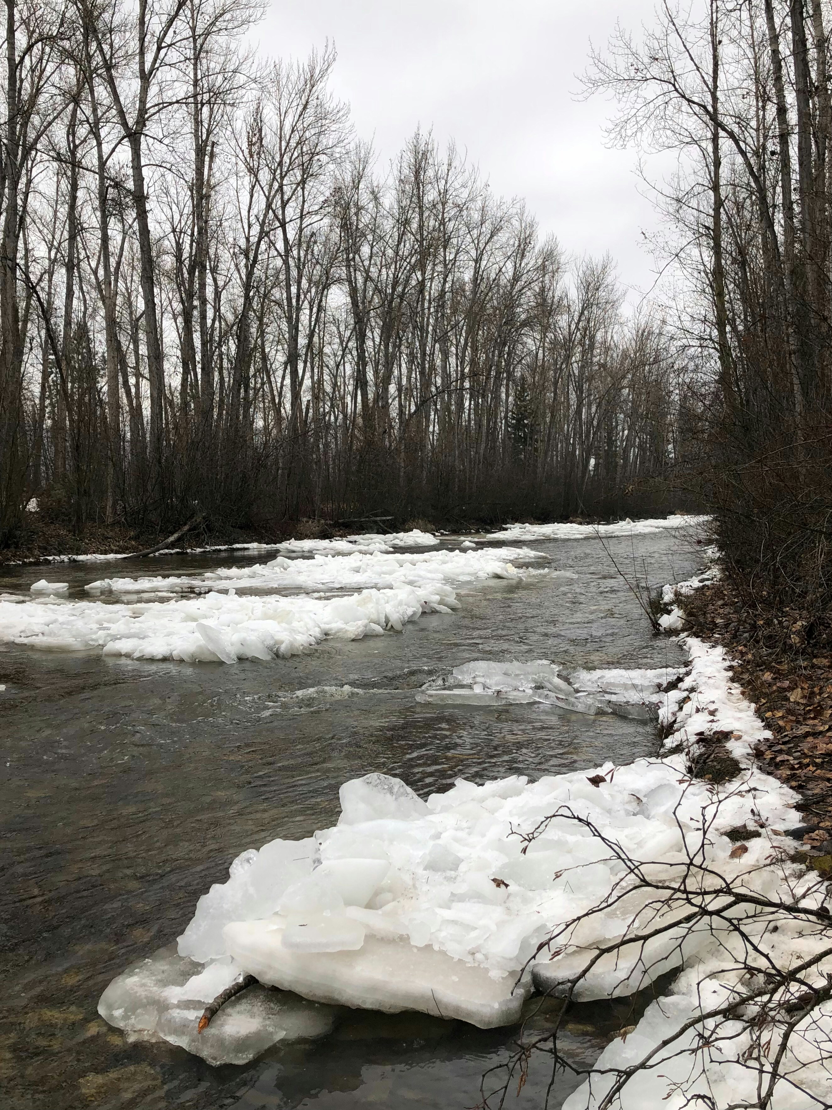 Ice Shards Quietly Guard a Winter River