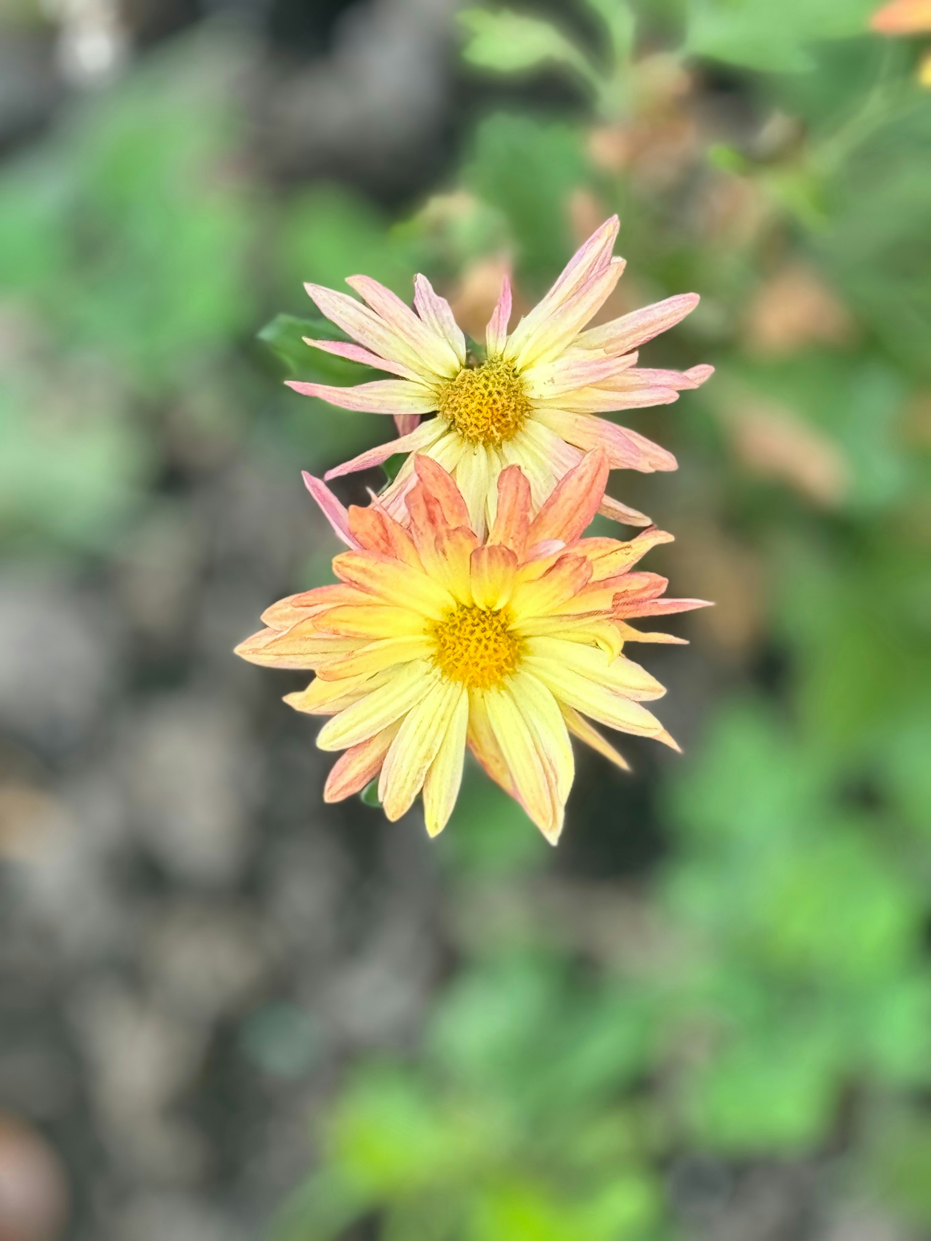 Petal Pairs in Soft Sunrise—A Close-Up of Two Dainty Daisies