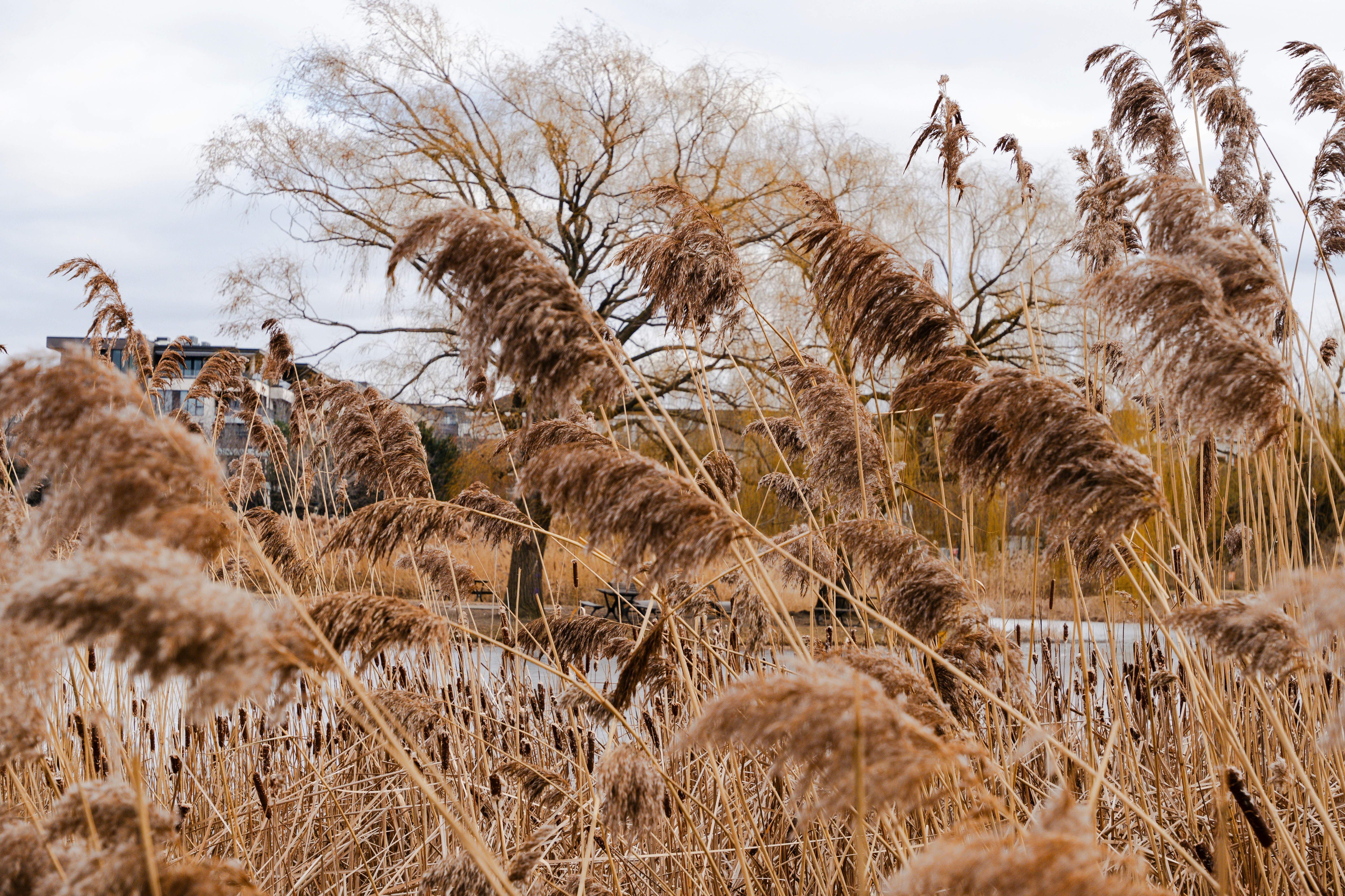 A bunch of tall dry grass next to a body of water photo – Free Montreal ...