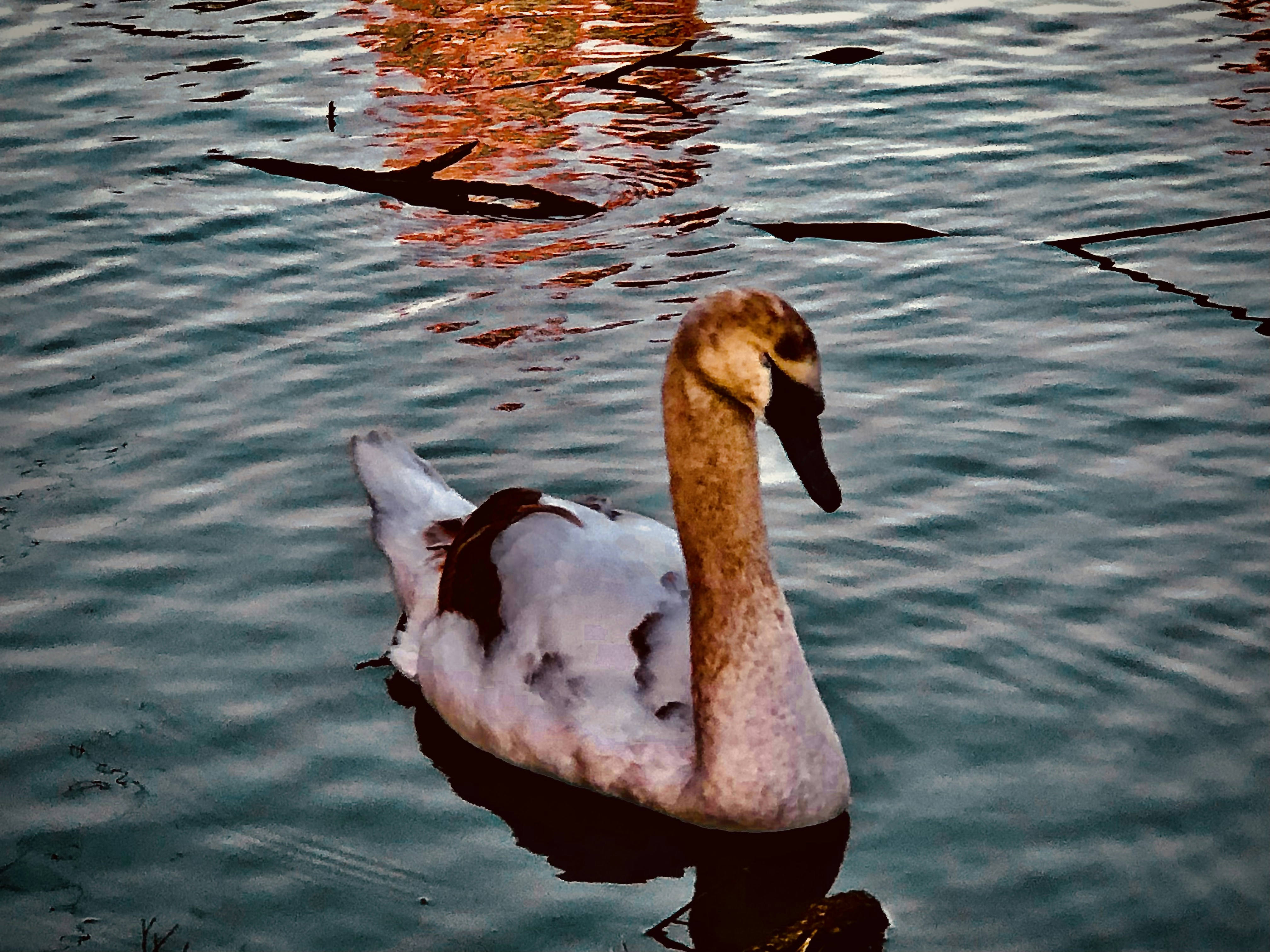 A duck floating on top of a body of water photo – Free Colchester Image ...