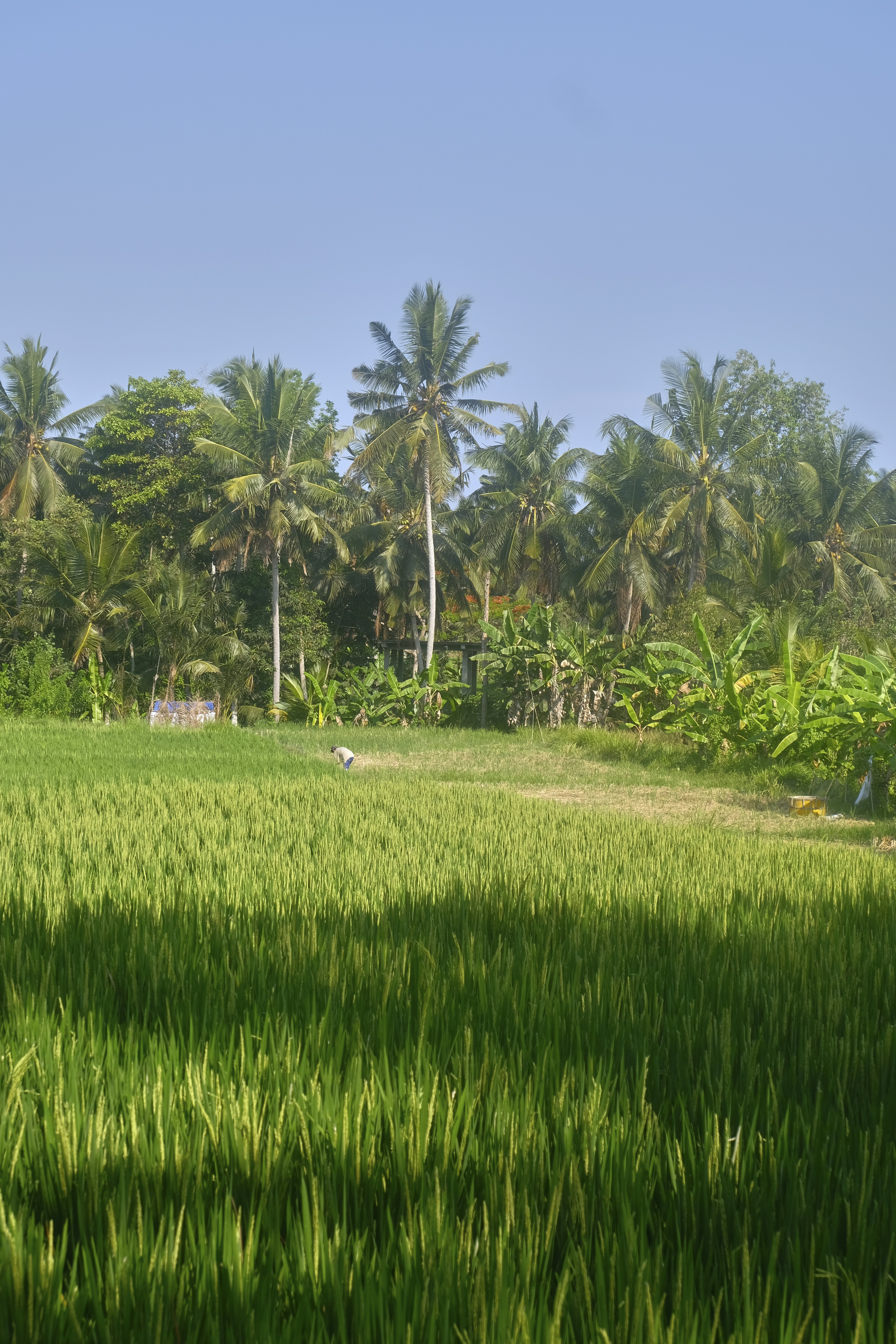 A lush green field with palm trees in the background photo – Free Sari ...