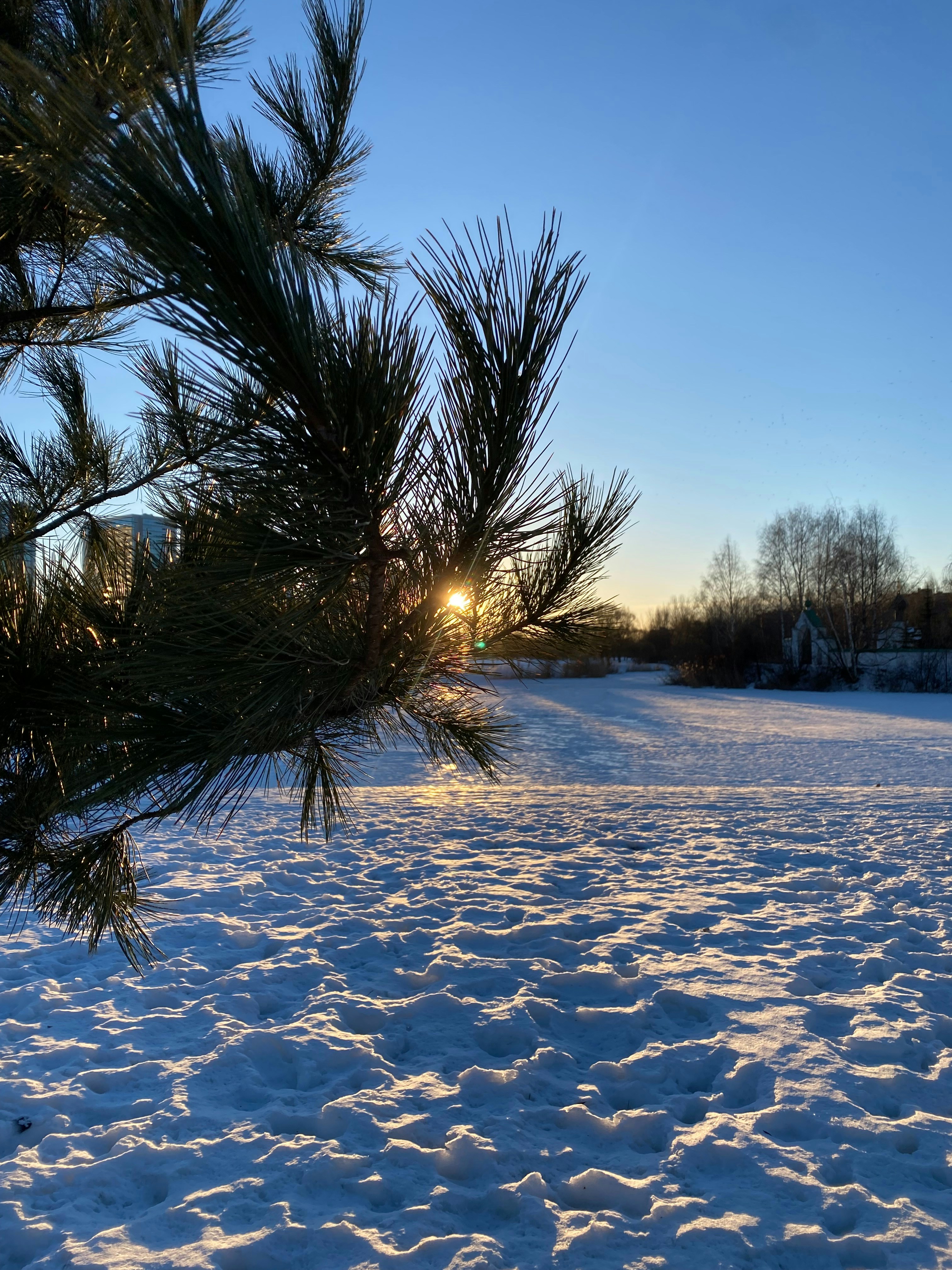Sunlight peeking through pine branches over a snow-covered landscape at dusk.