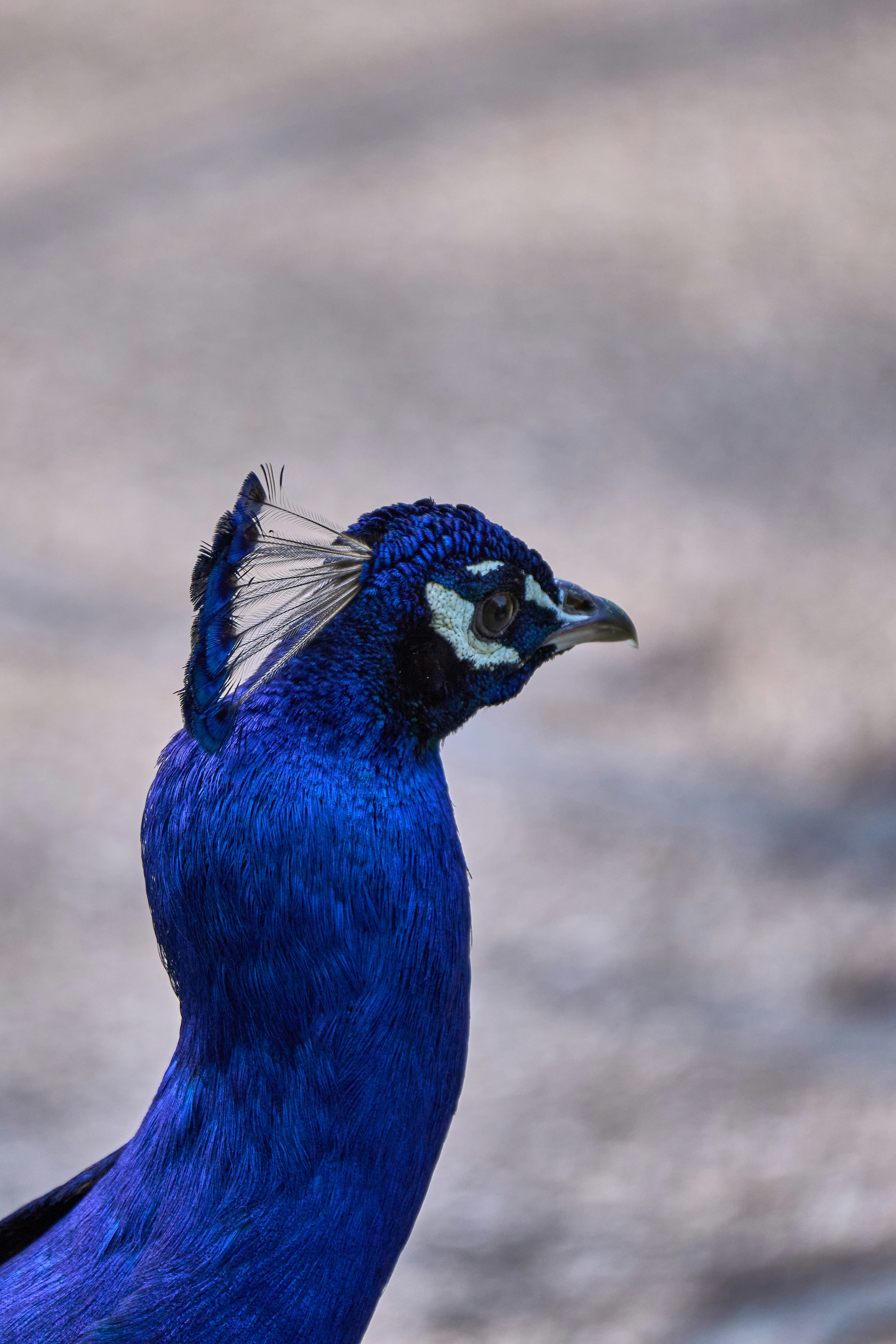 Photo by Wolfgang Hasselmann with Sony Alpha 7 IV