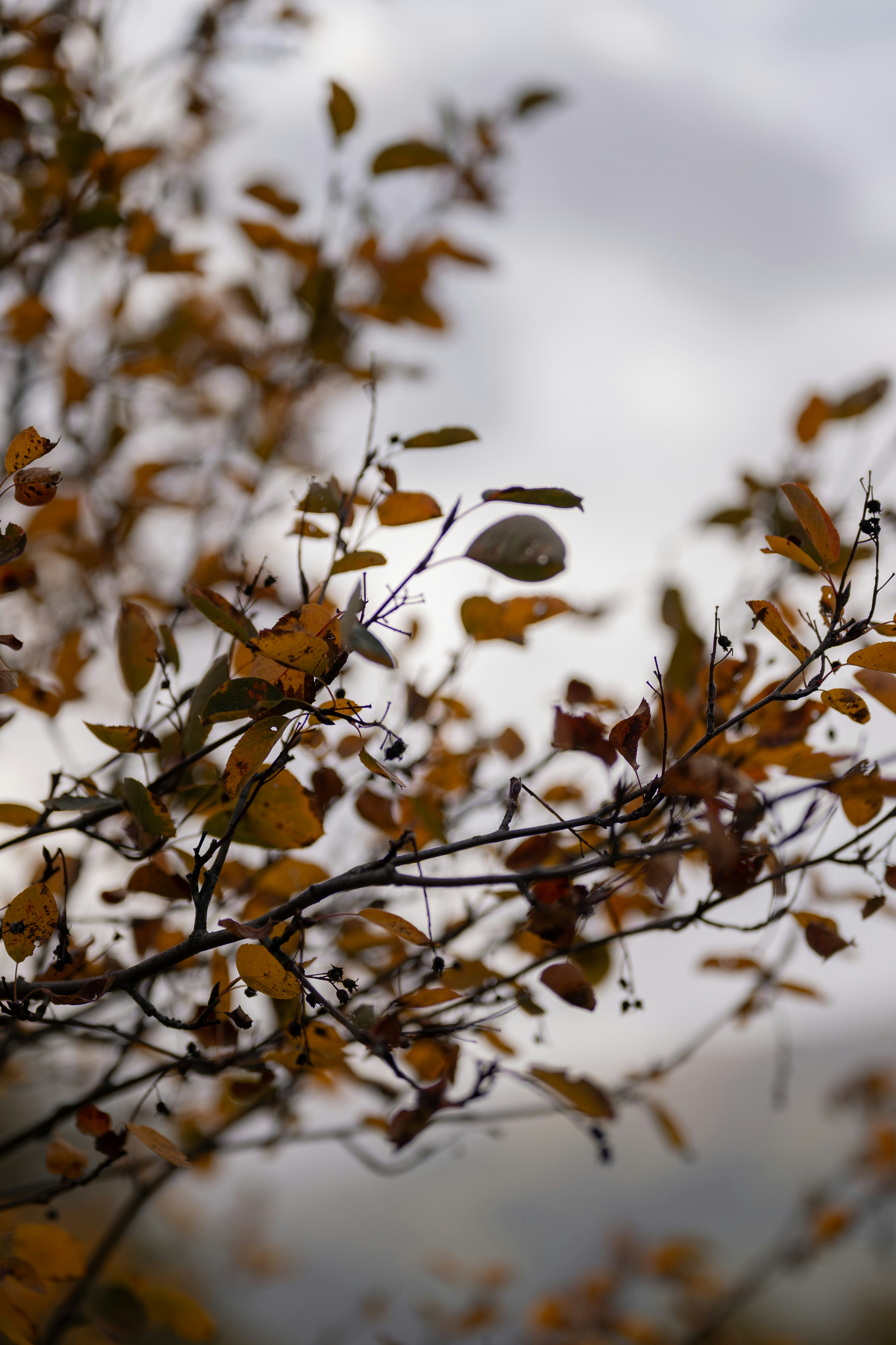 Autumn Veil: Delicate Leaves Weaving Against a Pale Sky