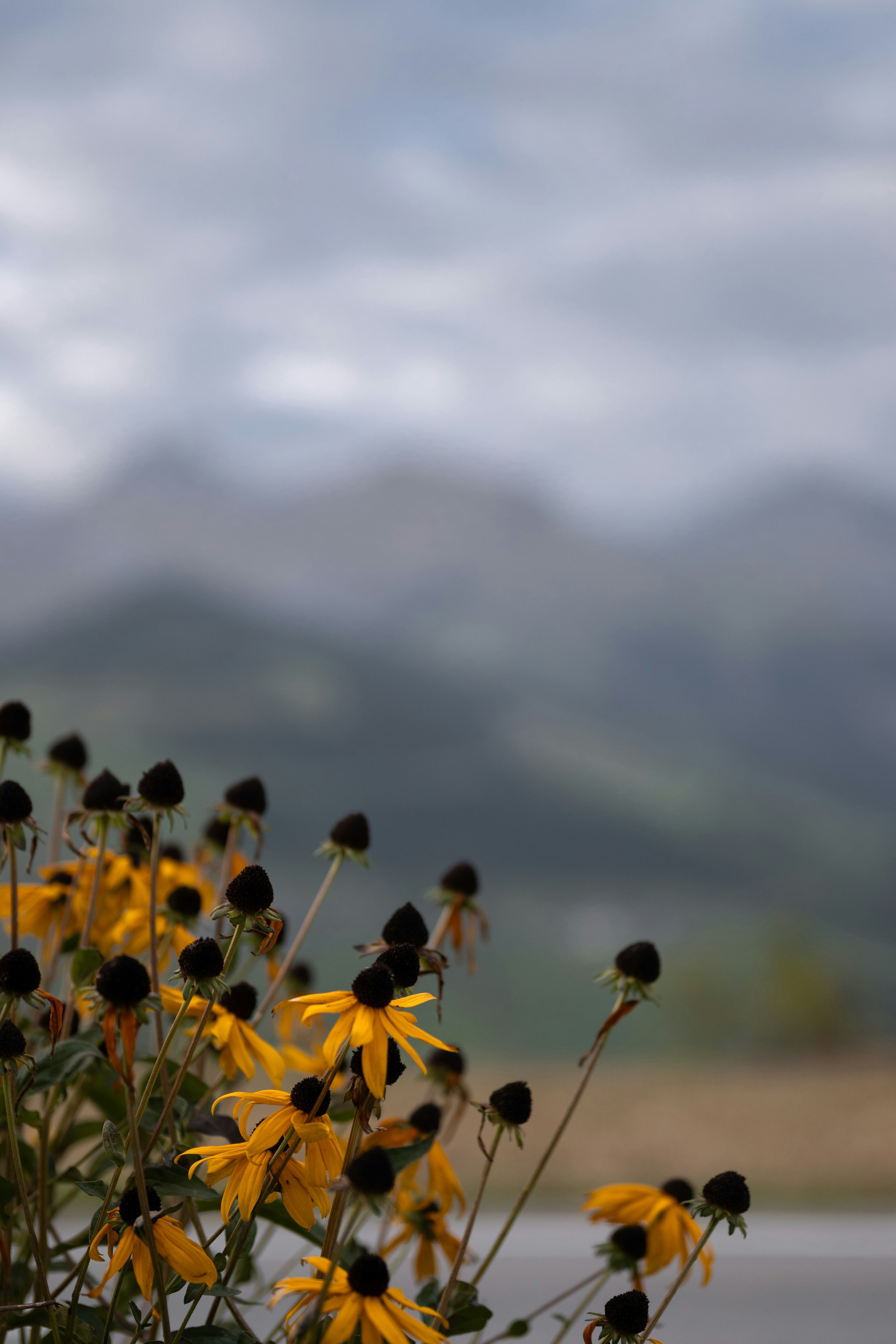 Golden Rudbeckia at the Foot of a Misty Mountain Ridge