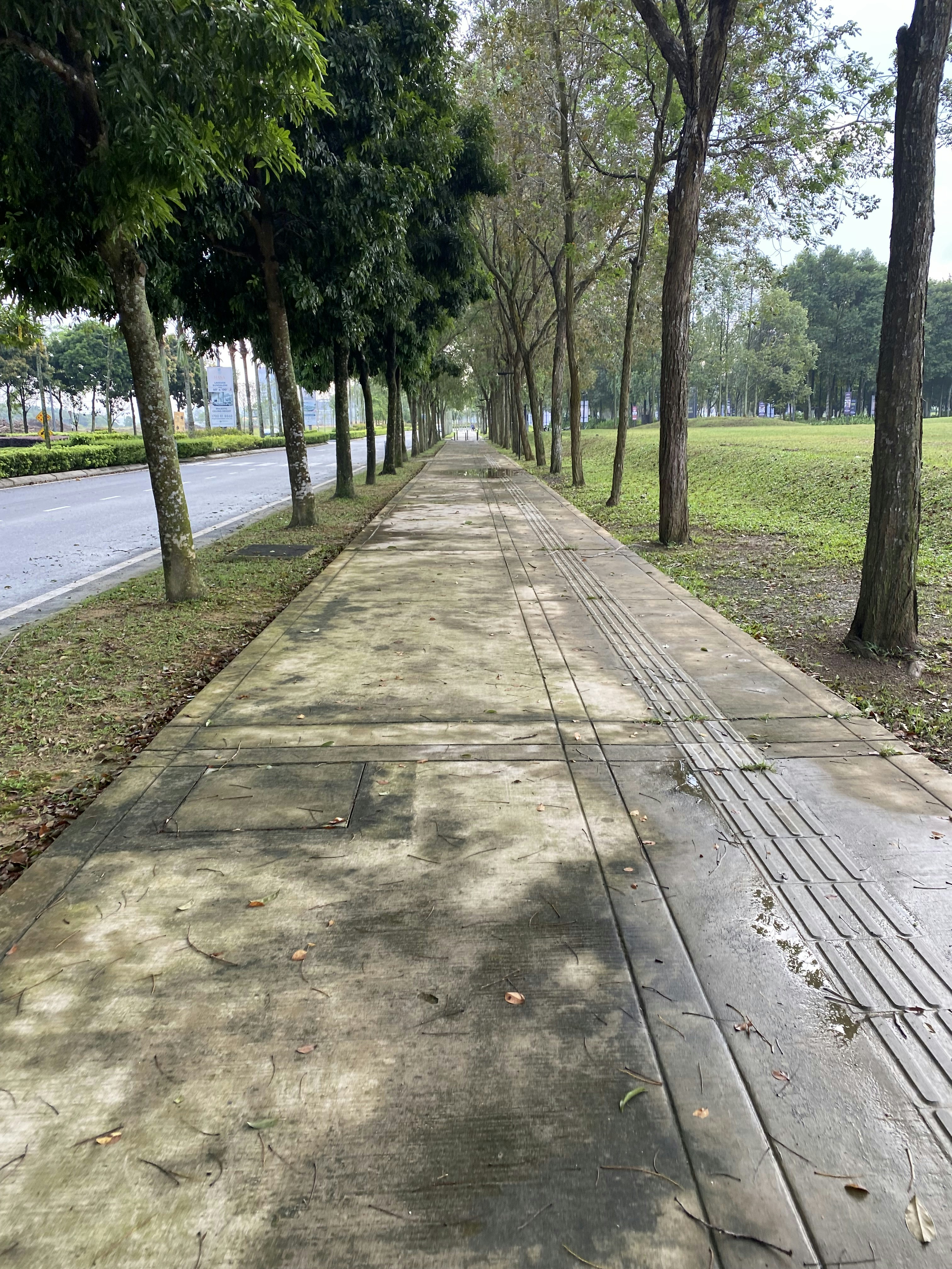 Symphony of Shadows on a Quiet Path