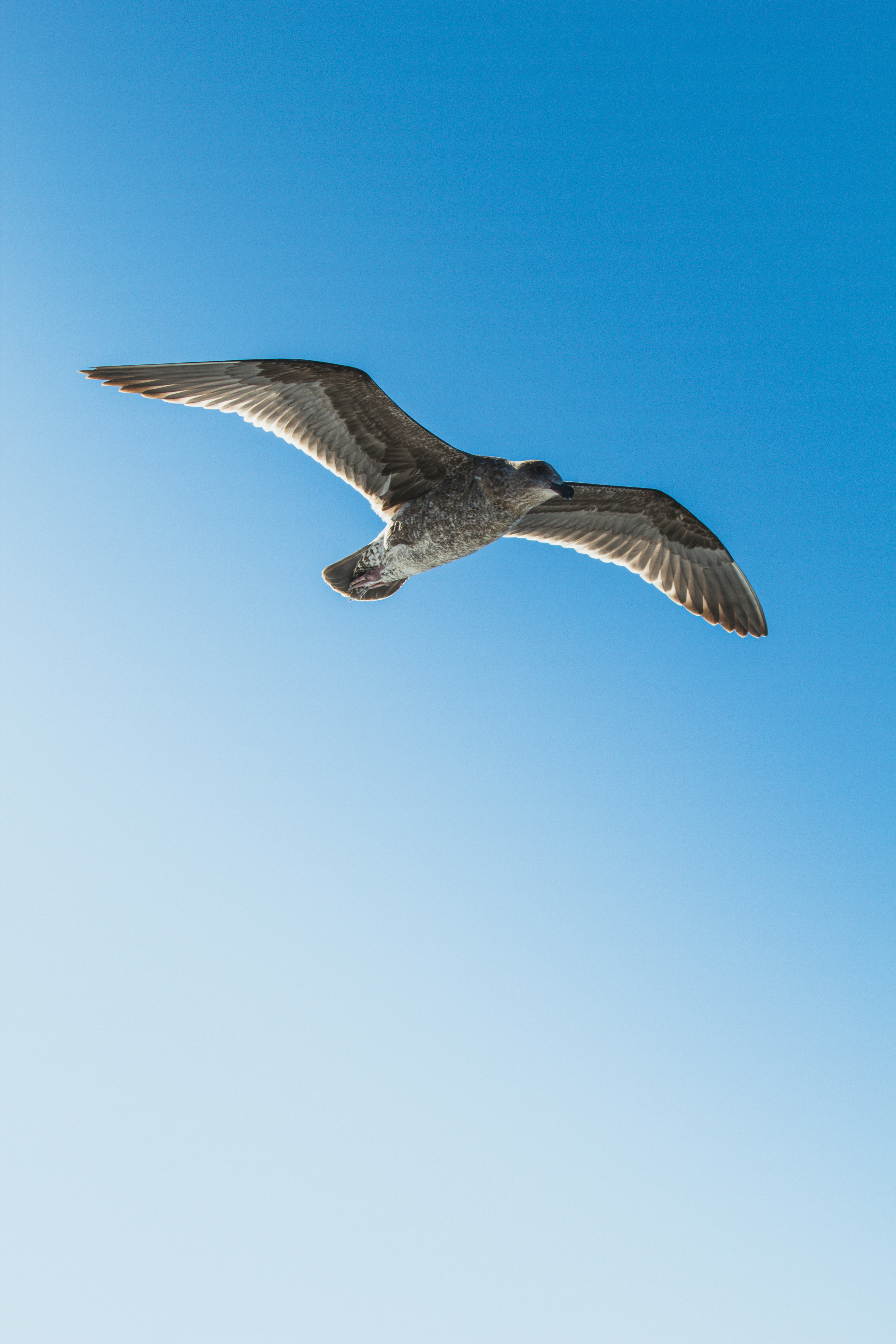 Winged silhouette over a cerulean expanse: a gull in flight