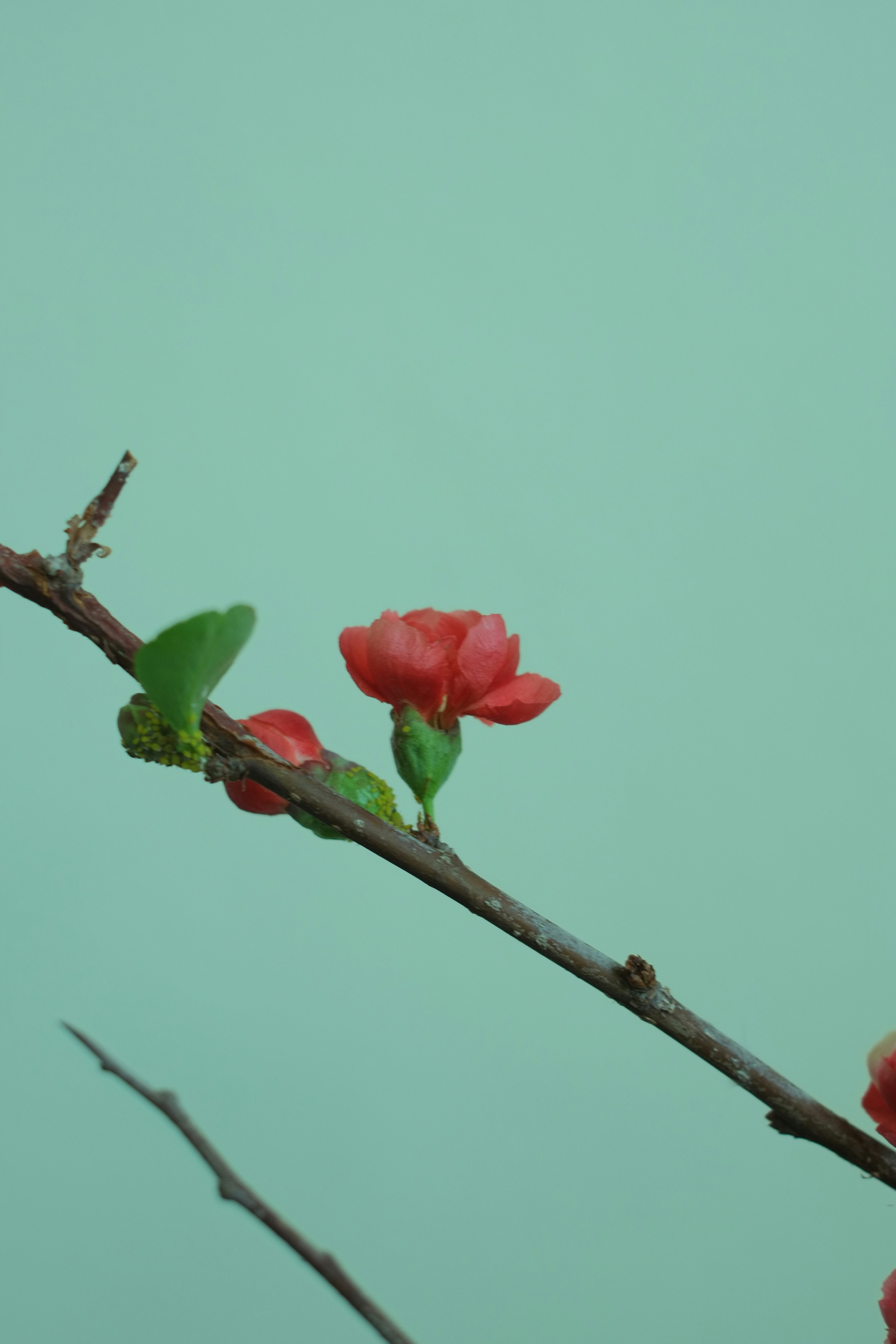 Crimson Bloom on a Diagonal Twig Against a Mint Sky
