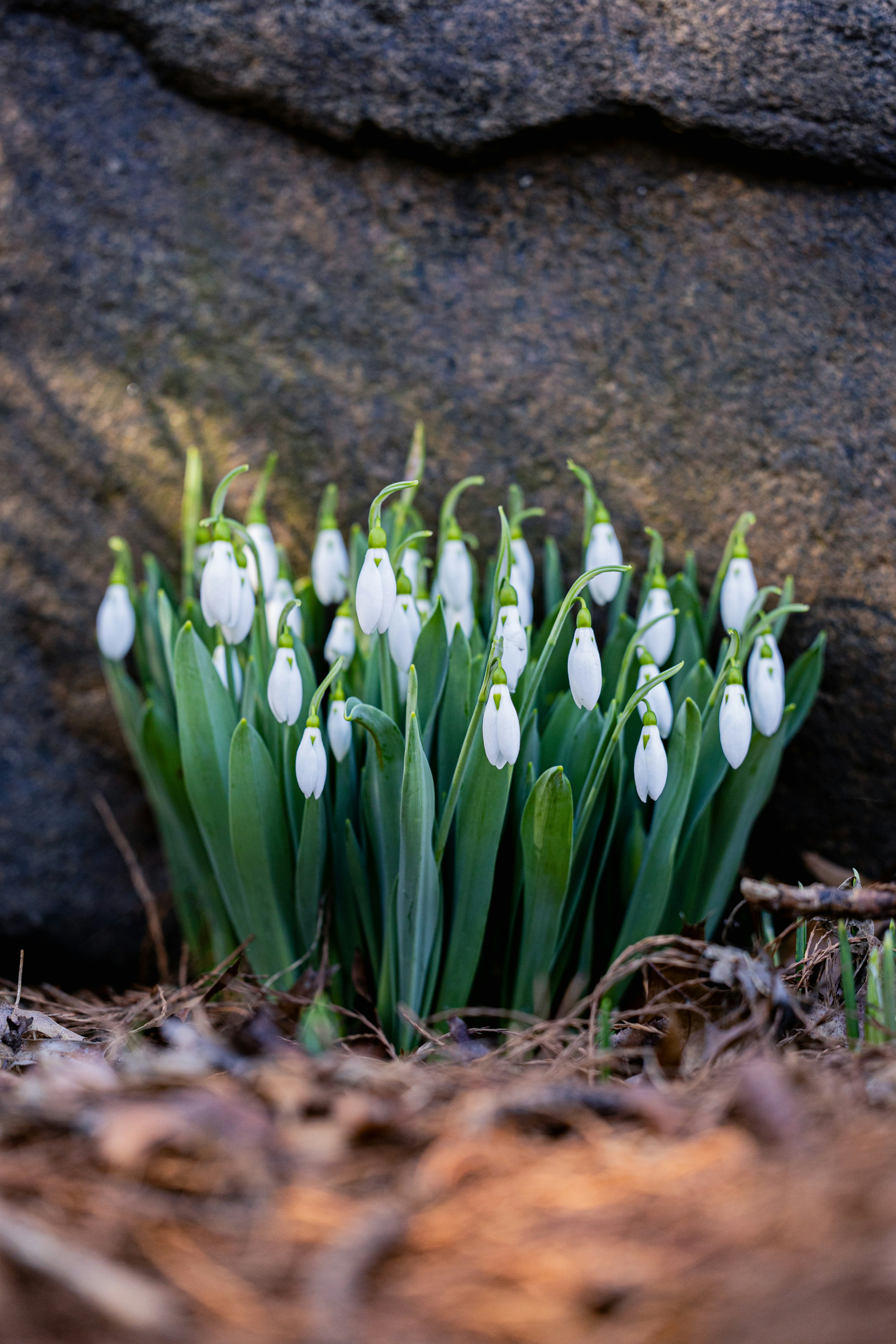 Snowdrops at the Threshold of Spring