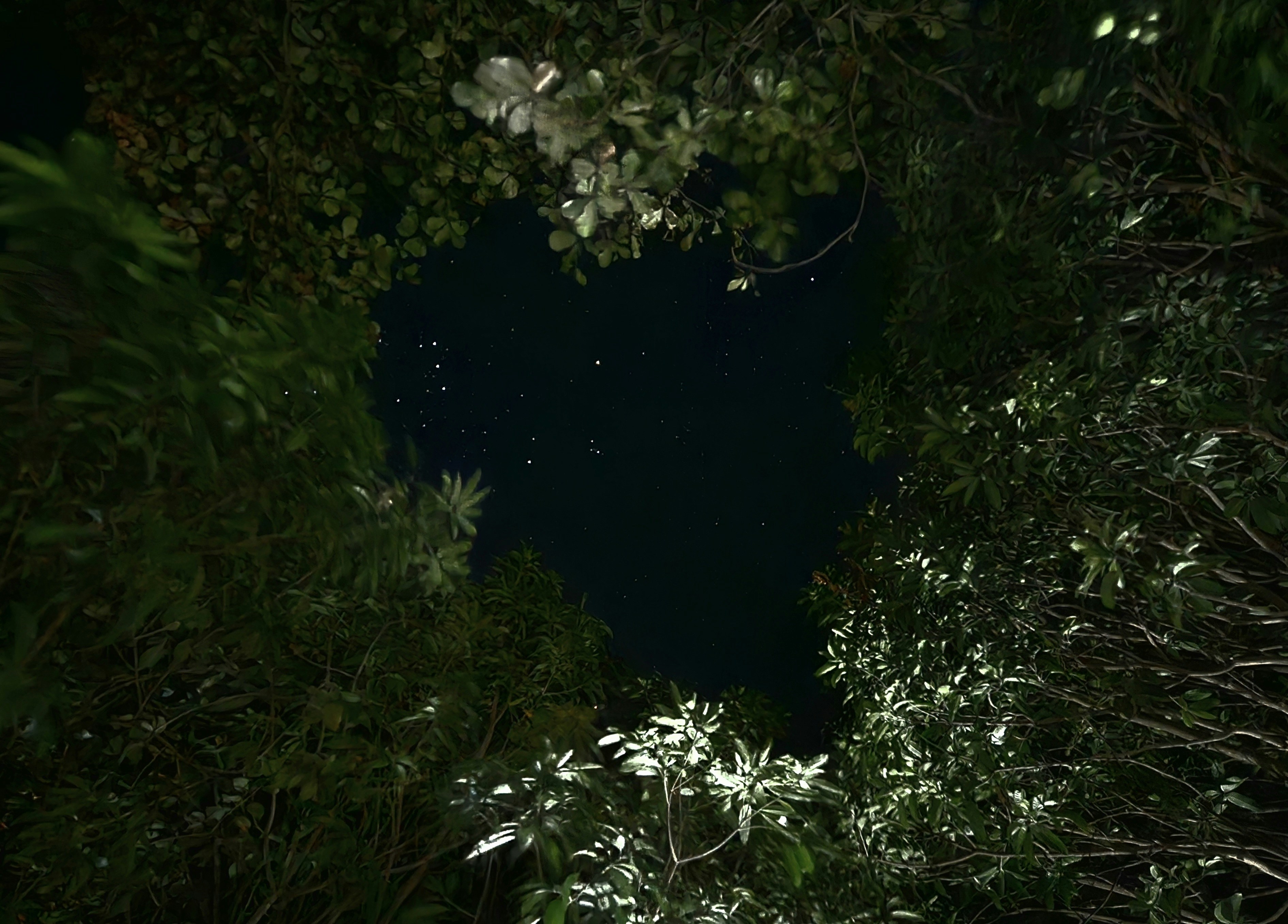 Night photograph showing stars visible through a circular opening in a dense green canopy, framed by leaves. The composition emphasizes the contrast between the dark sky and the softly lit foliage.