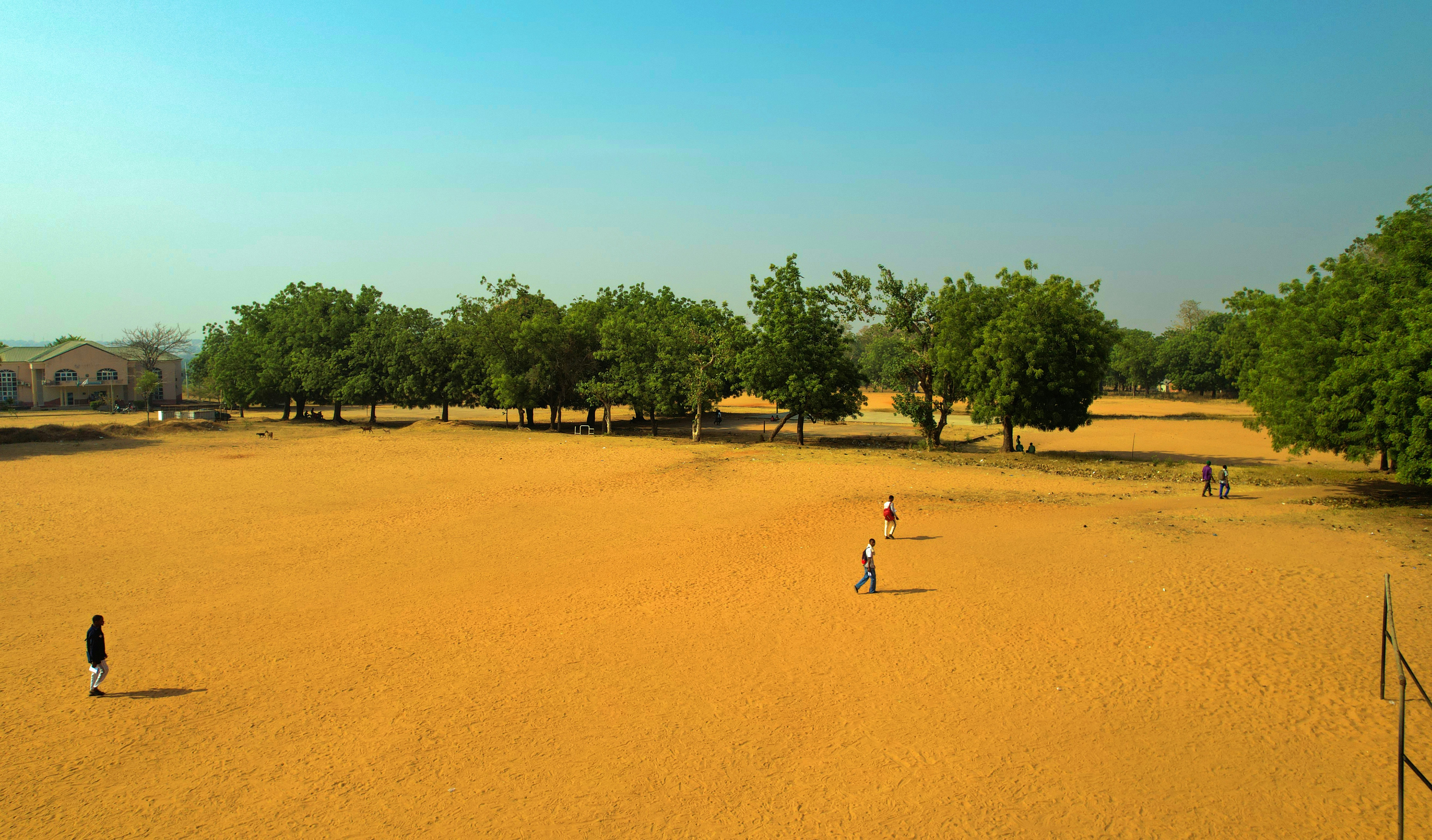 Amber Field from Above: Quiet Play Beneath a Line of Trees
