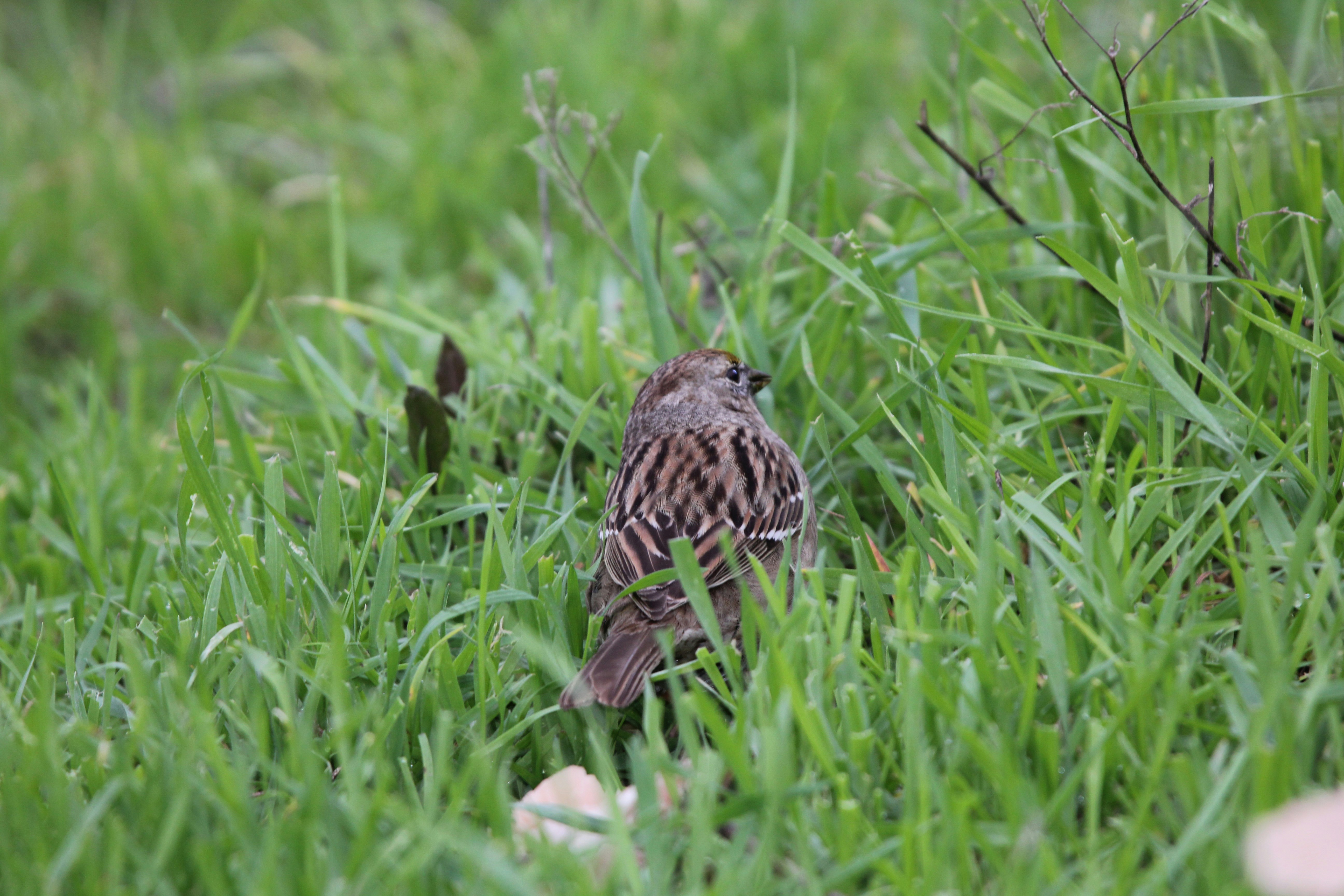 A Golden-Crowned Sparrow resting in the grass.