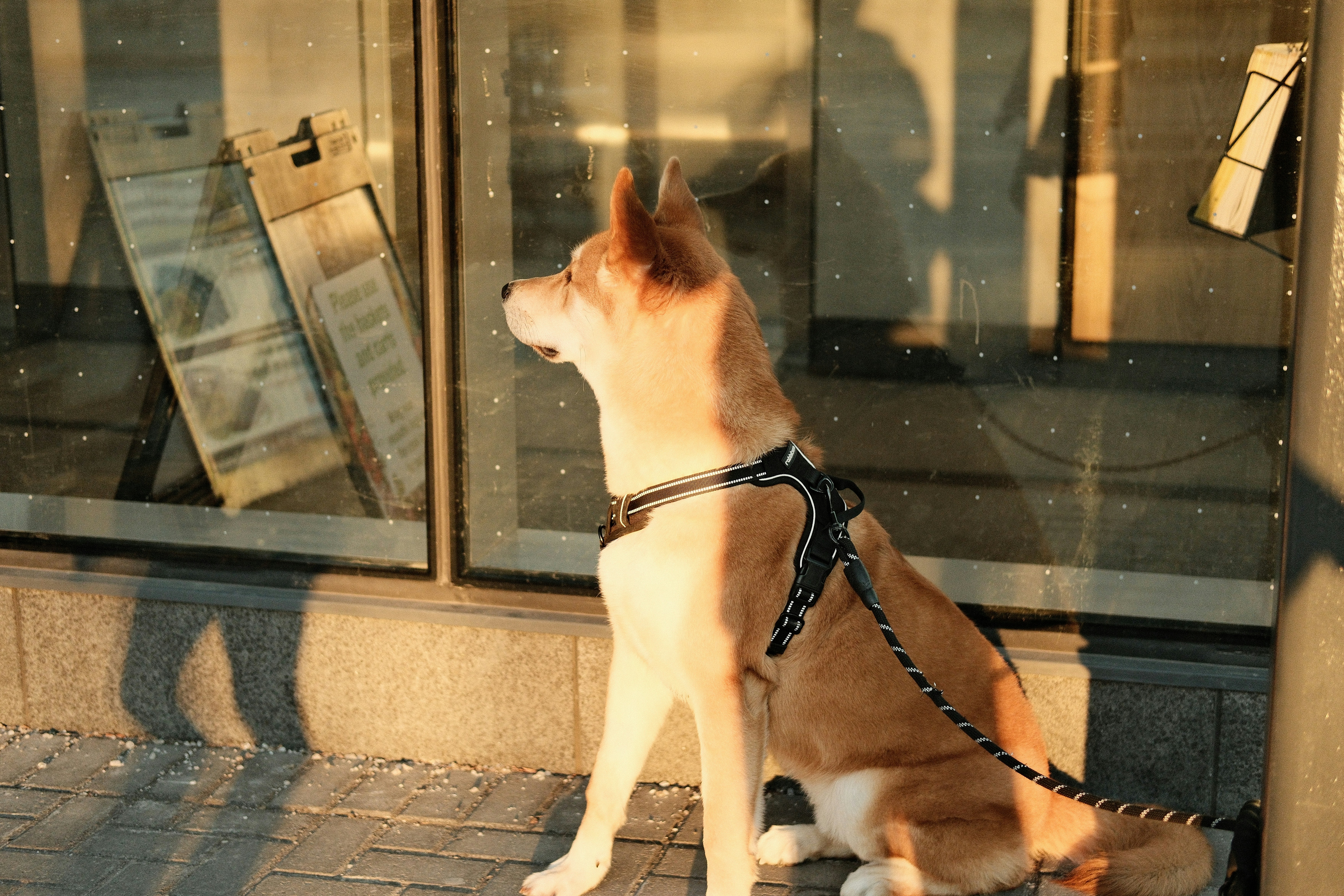 Golden Hour Shiba Inu Pauses by a Glassfront Storefront