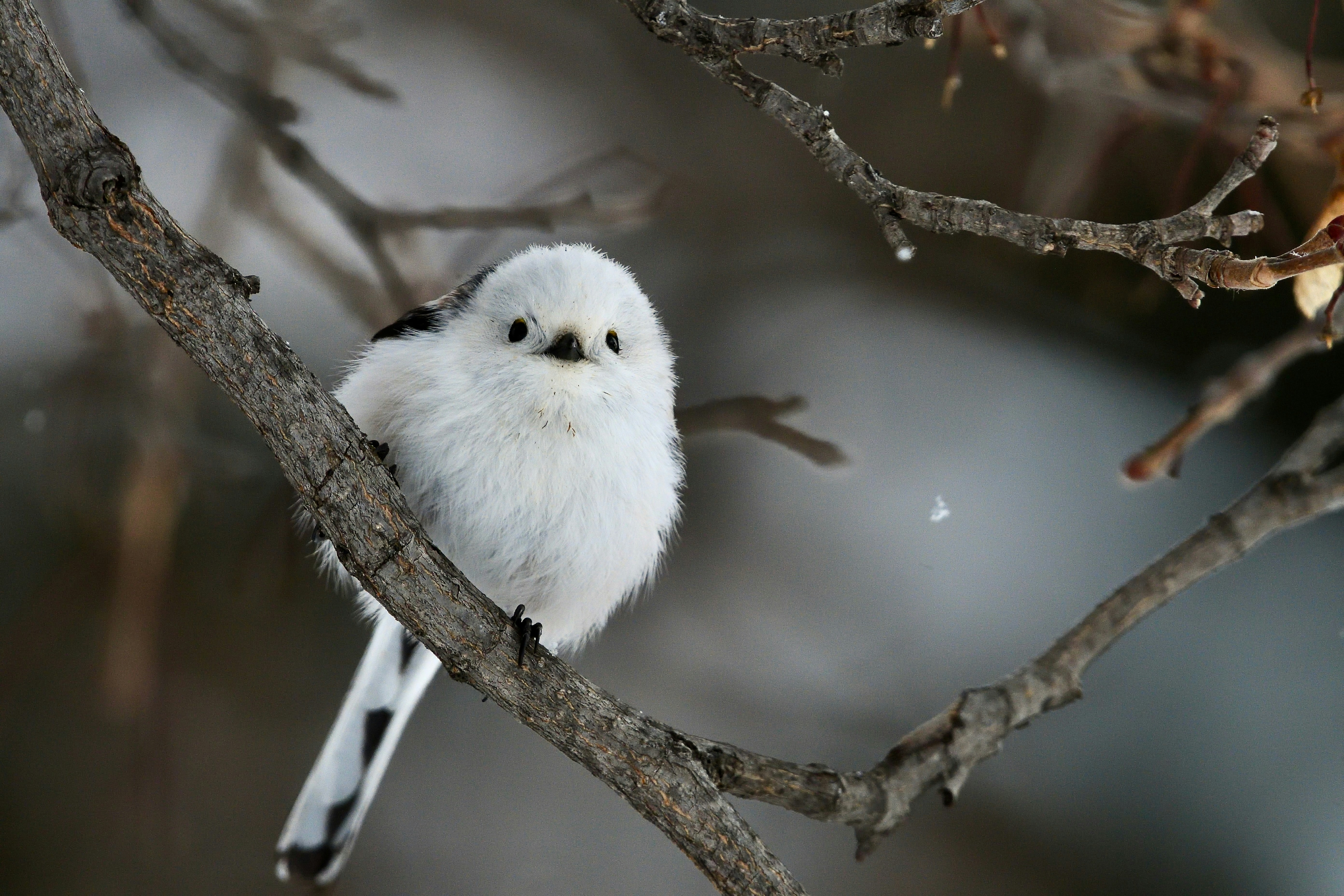 Winter Puffball Perched on a Gnarled Branch