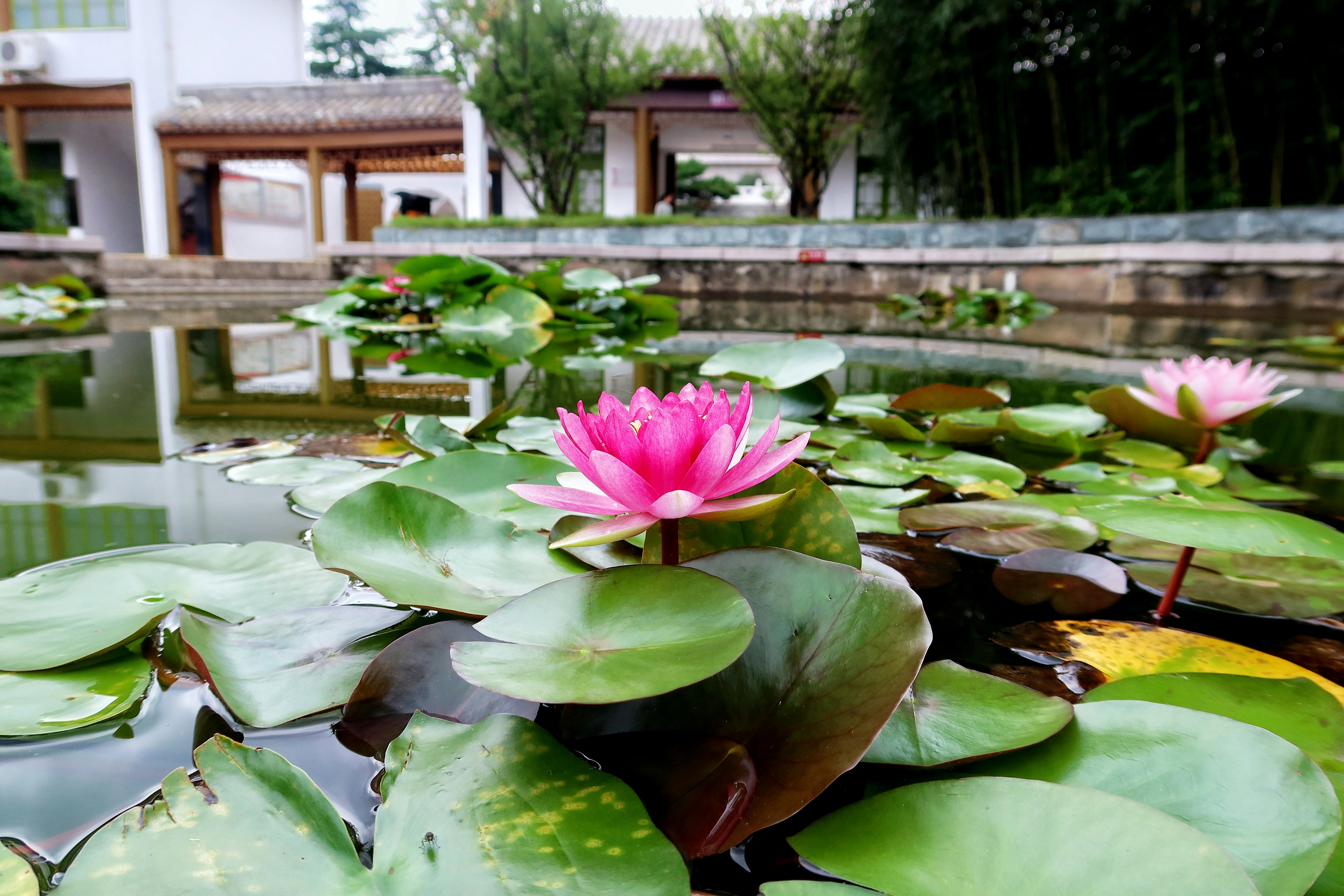 Pink water lily blooms amid lush green leaves in a tranquil pond setting.