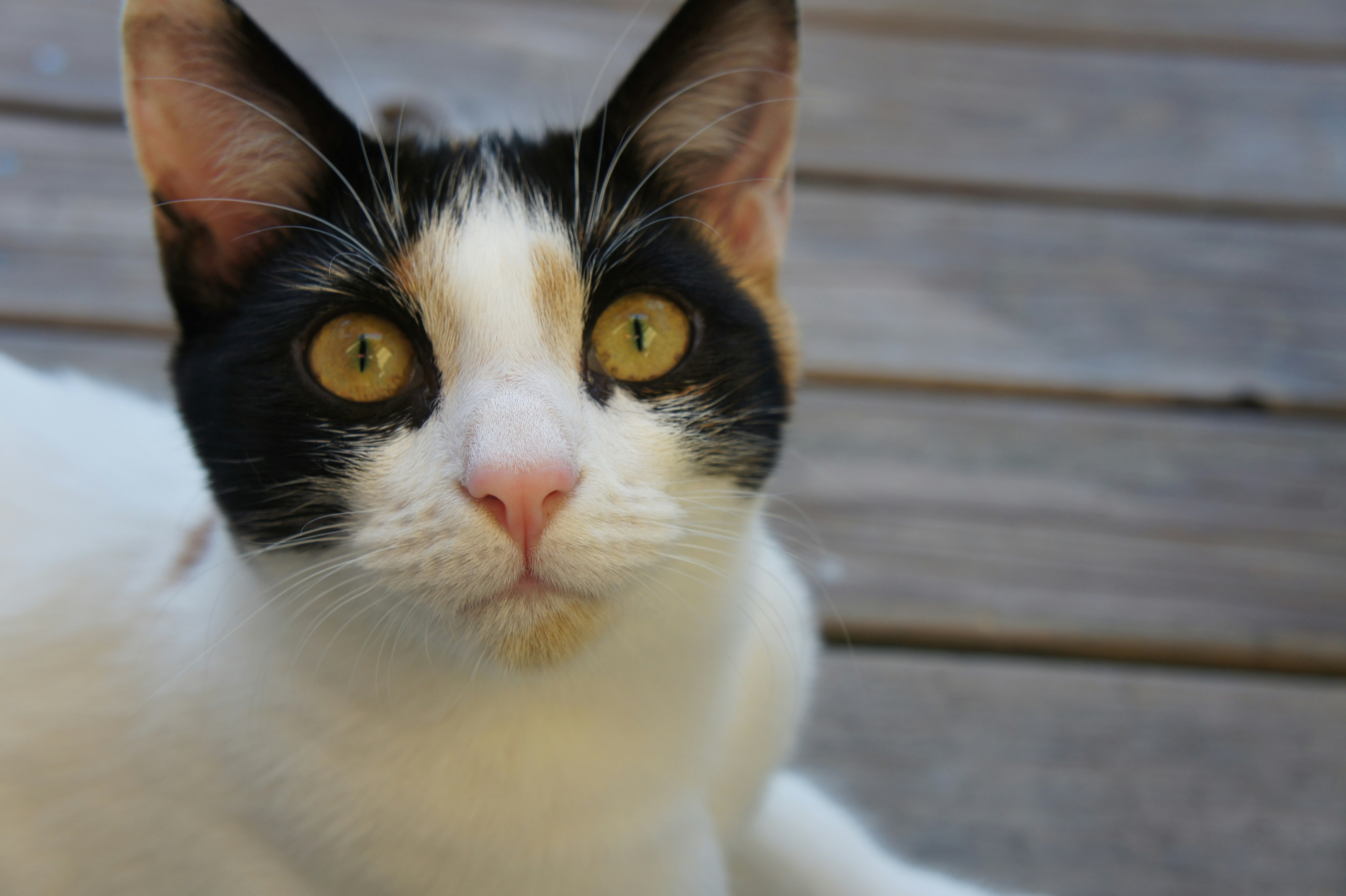 Watchful Gaze on Weathered Wood: Close-Up Portrait of a Black-and-White Cat