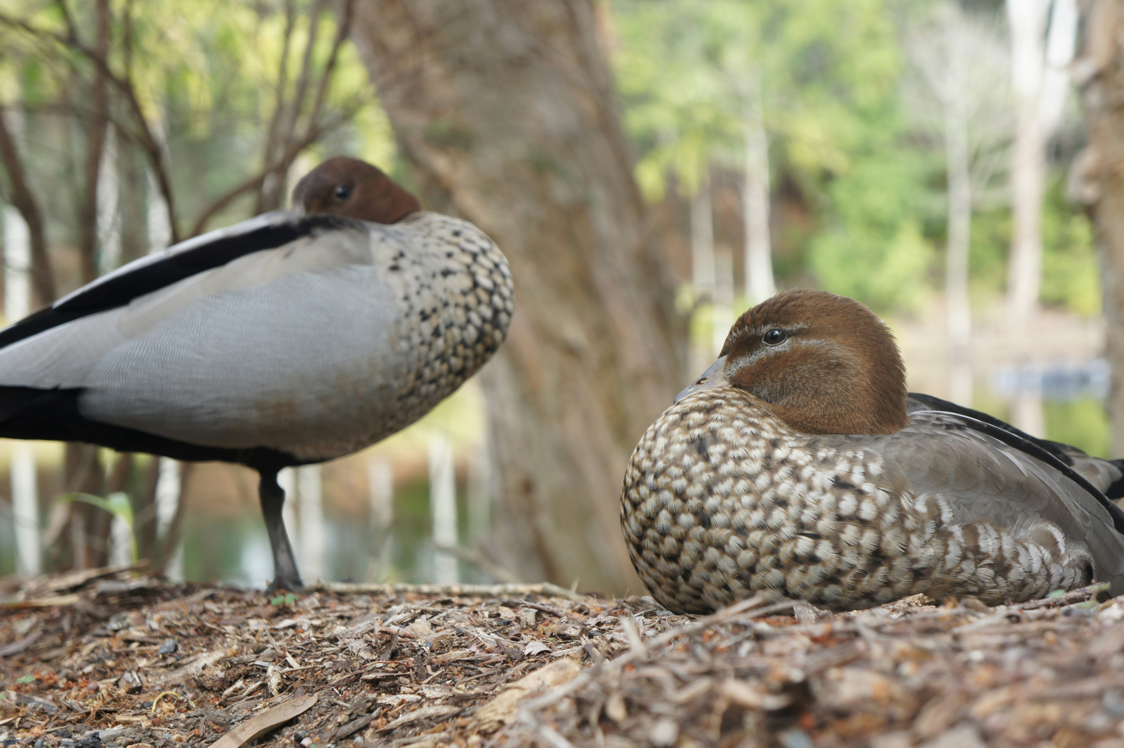 Quiet Duet at the Water's Edge: Speckled Ducks on a Leaf-Littered Bank