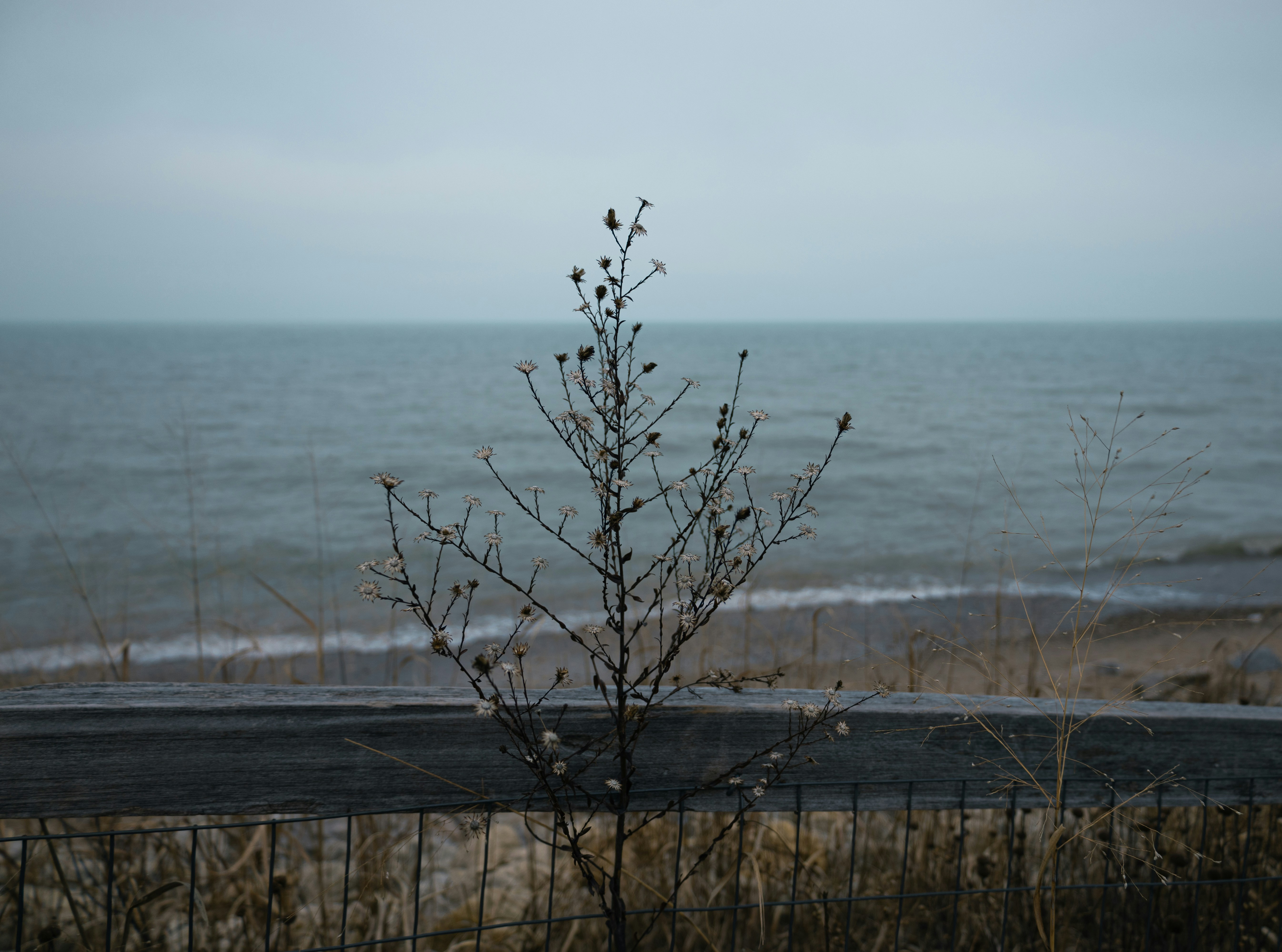 Lone Seedling at the Fence: Quiet Shoreline Horizon