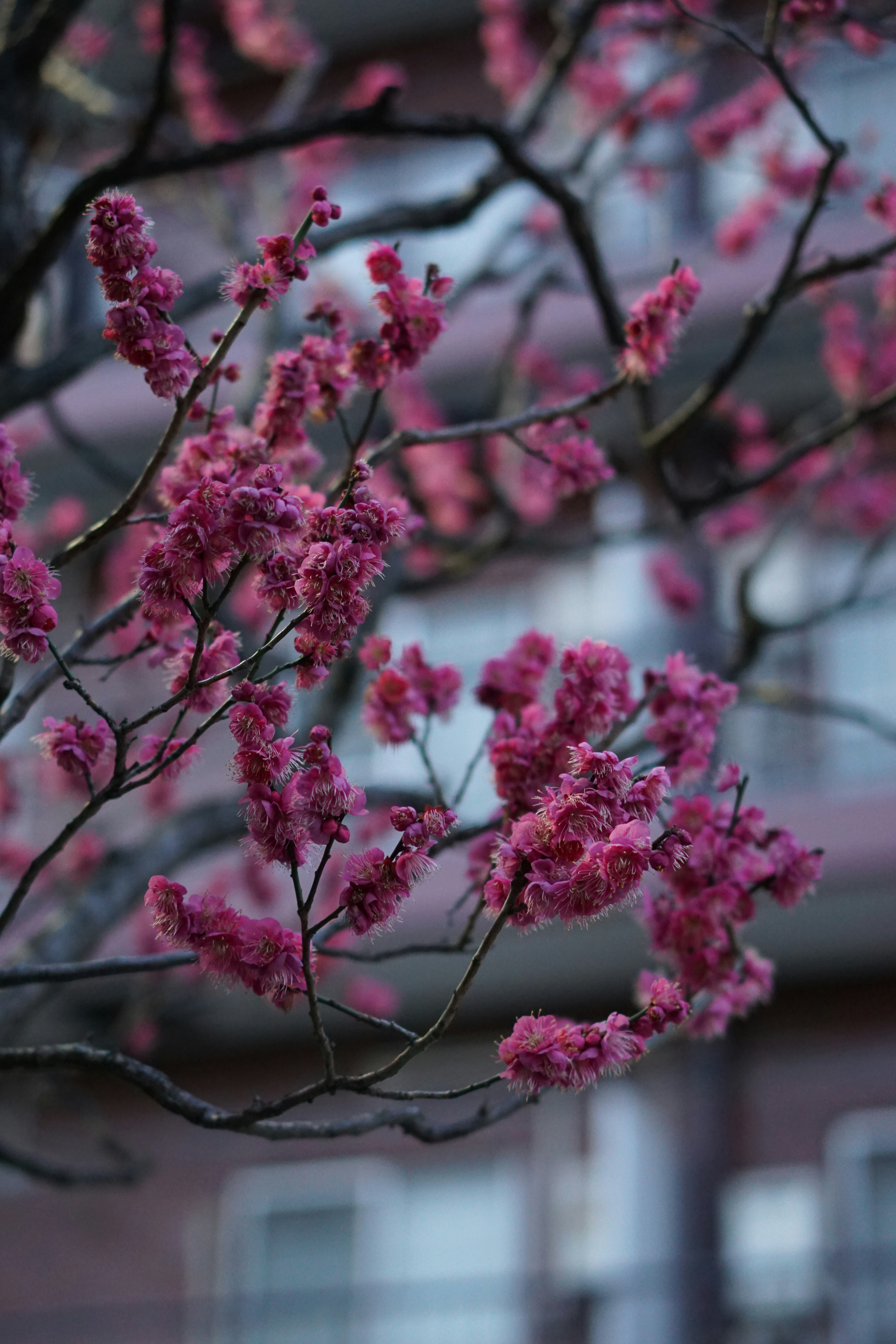 Blush in Focus: Close-Up of Early Spring Plum Blossoms