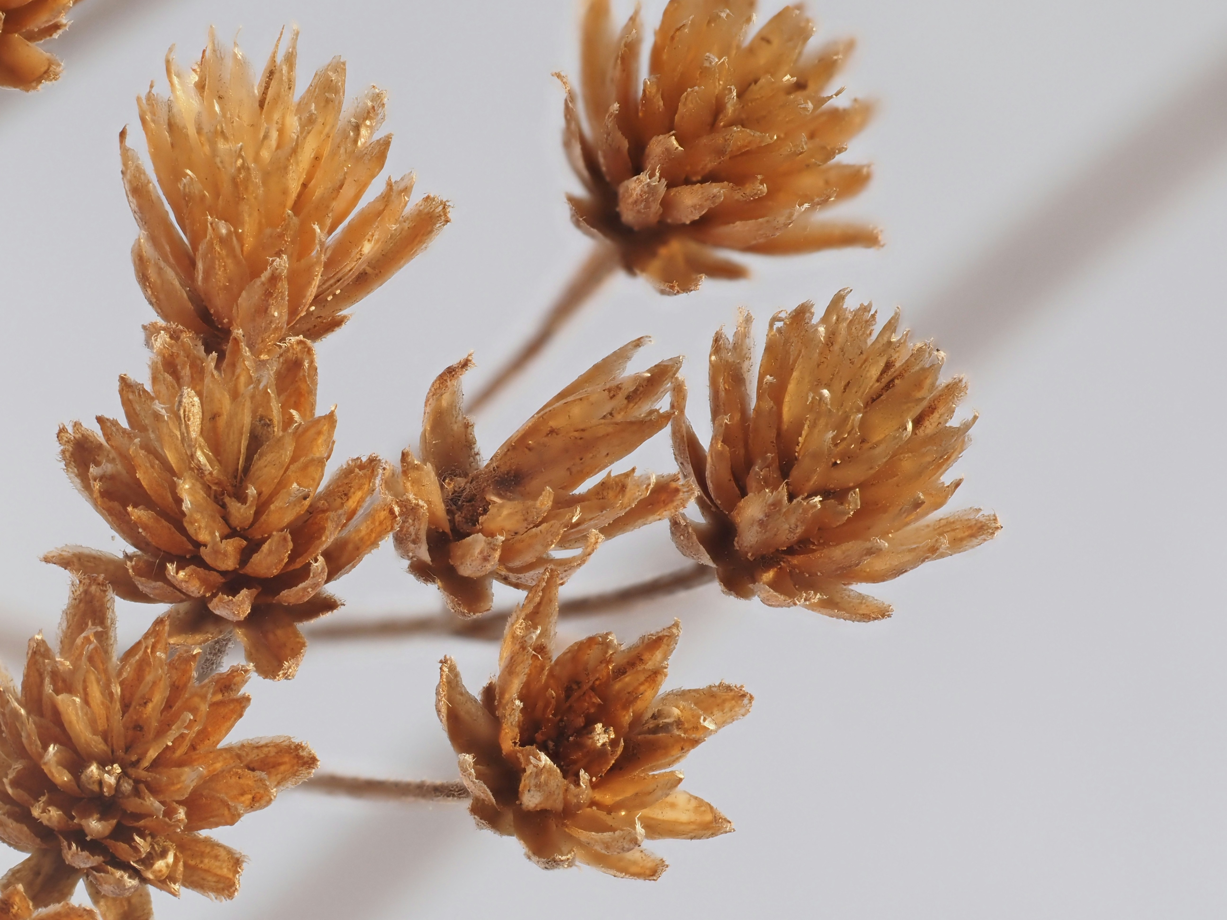 Amber Seed Heads: A Micro Portrait in Soft Gray