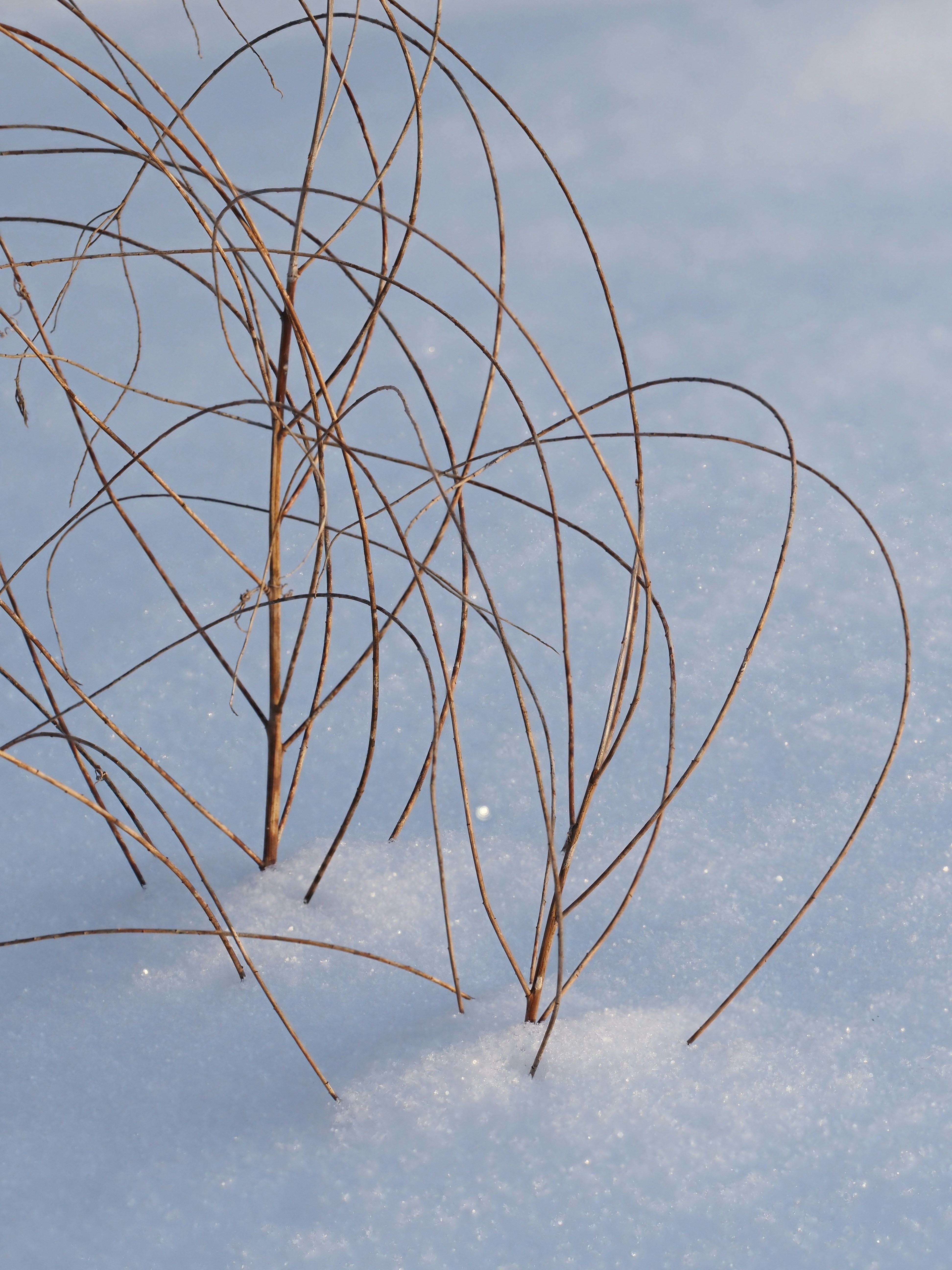 Snowbound Tendrils: Delicate Grass Arches in Winter Light