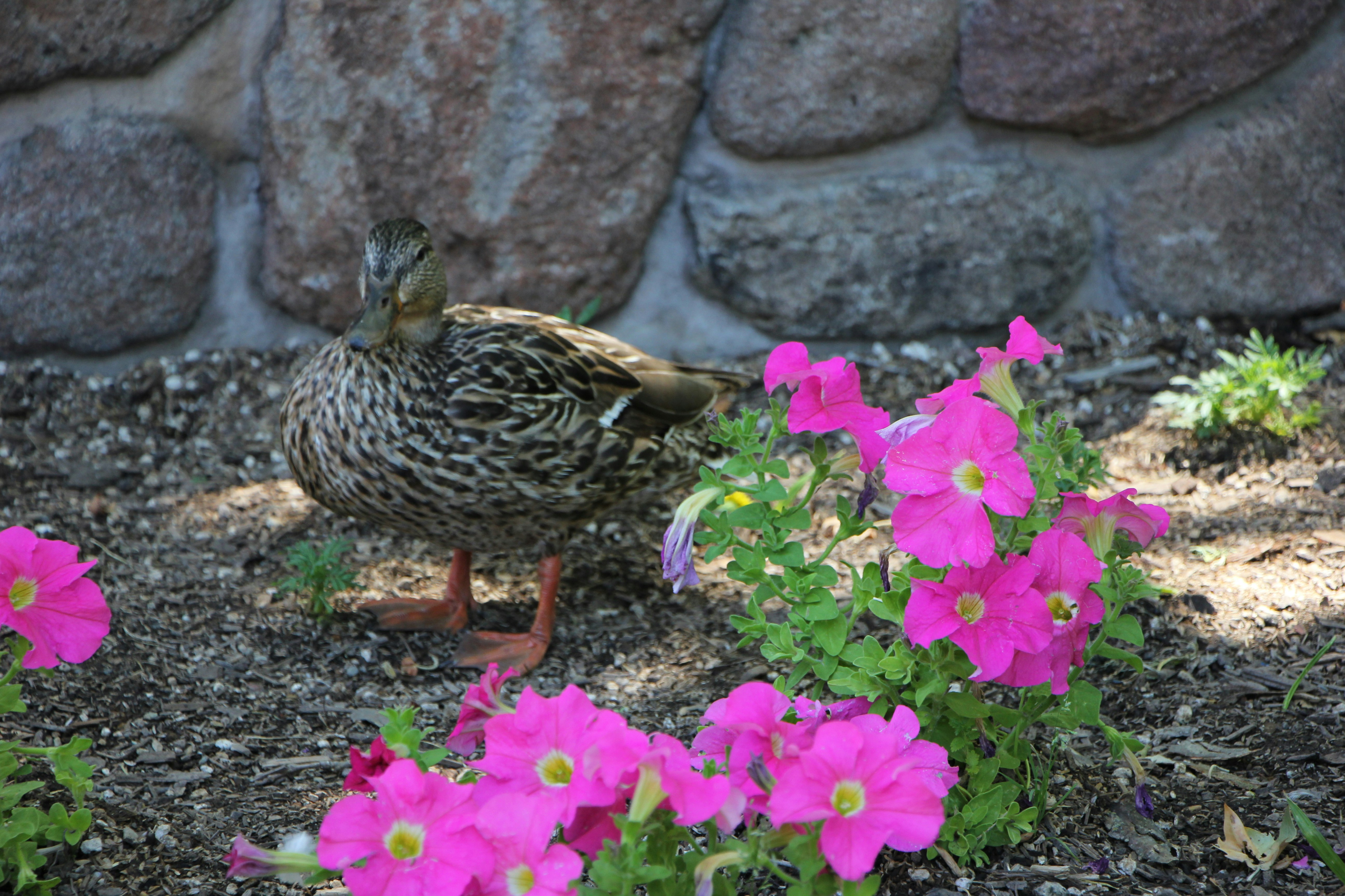 Dappled Duck Among Magenta Petunias by a Weathered Stone Wall