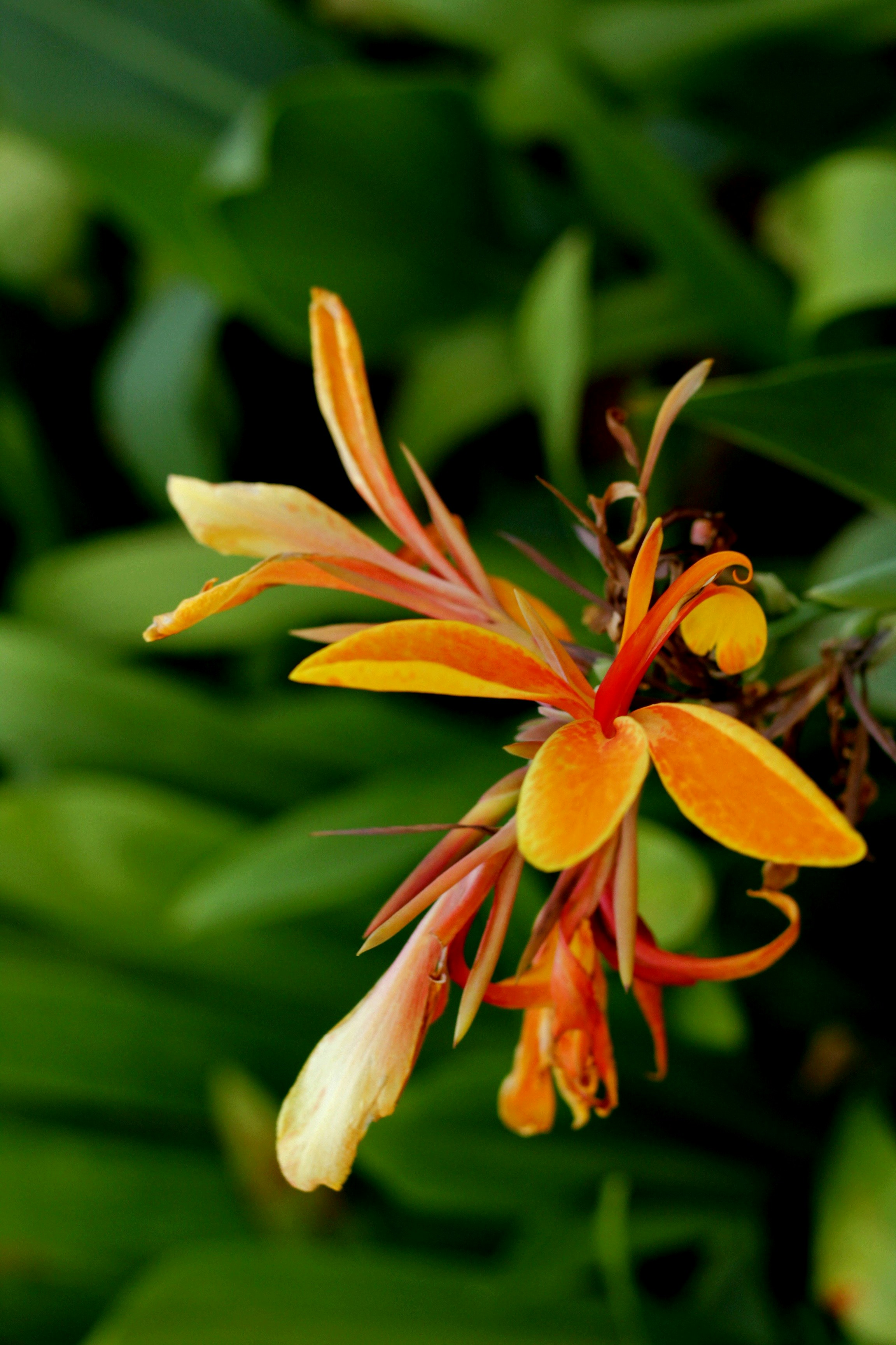 A cluster of vibrant orange and yellow tropical flowers amidst lush green foliage, showcasing nature's artistry.