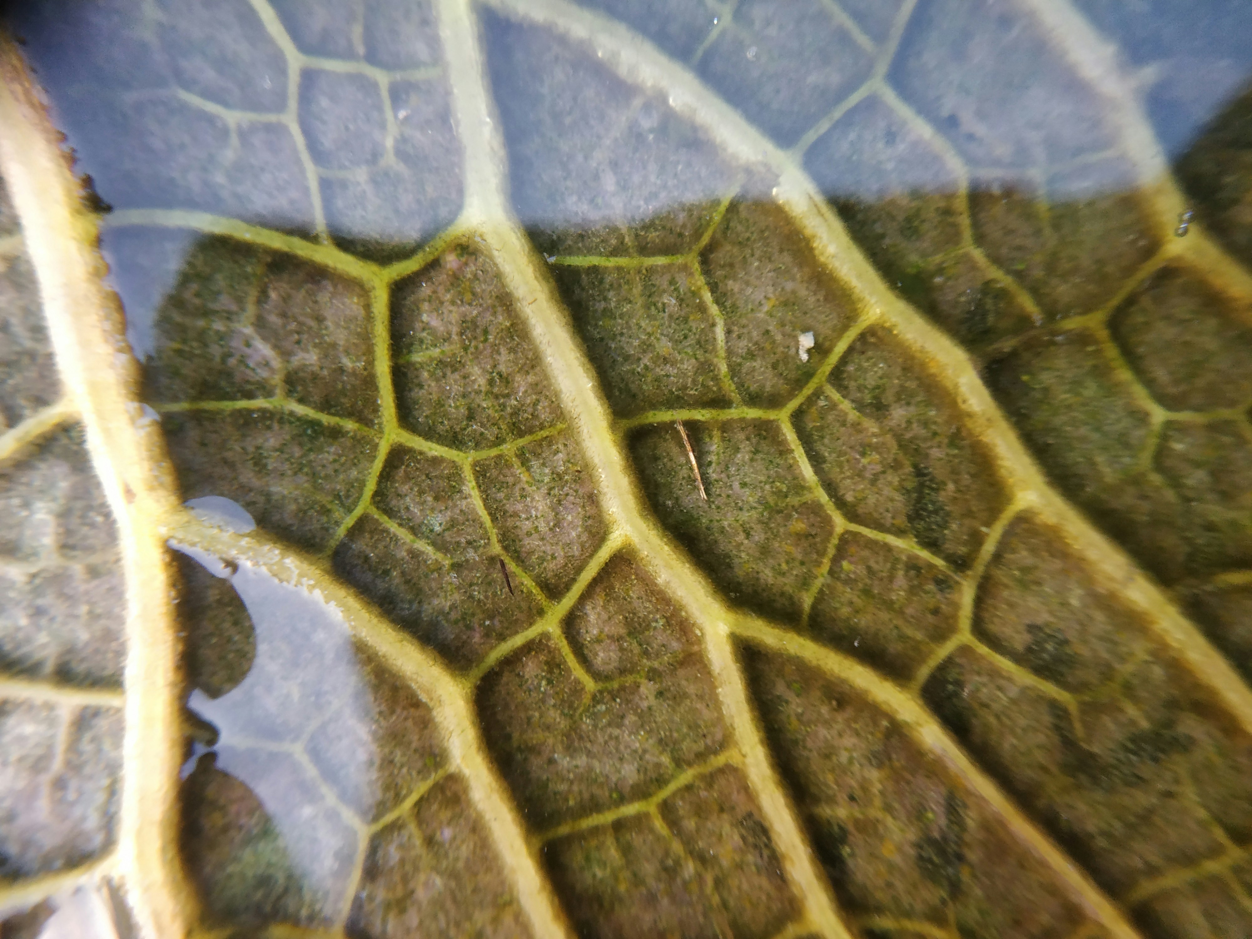 Macro photograph revealing a leaf's vein network with intricate patterns and subtle color variation.