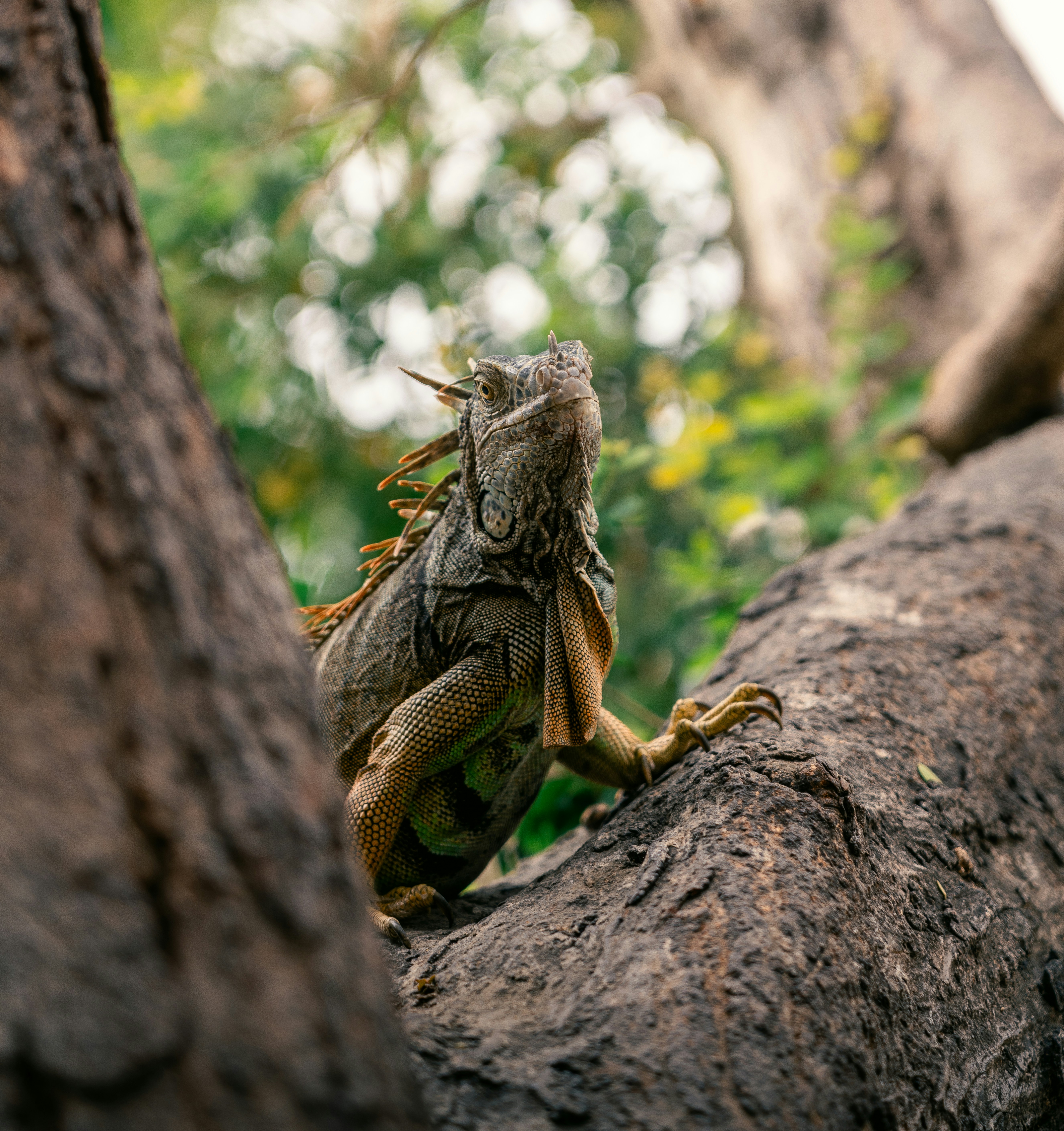 Lizard Sentinel: A Side-View Portrait Amid Tree Bark