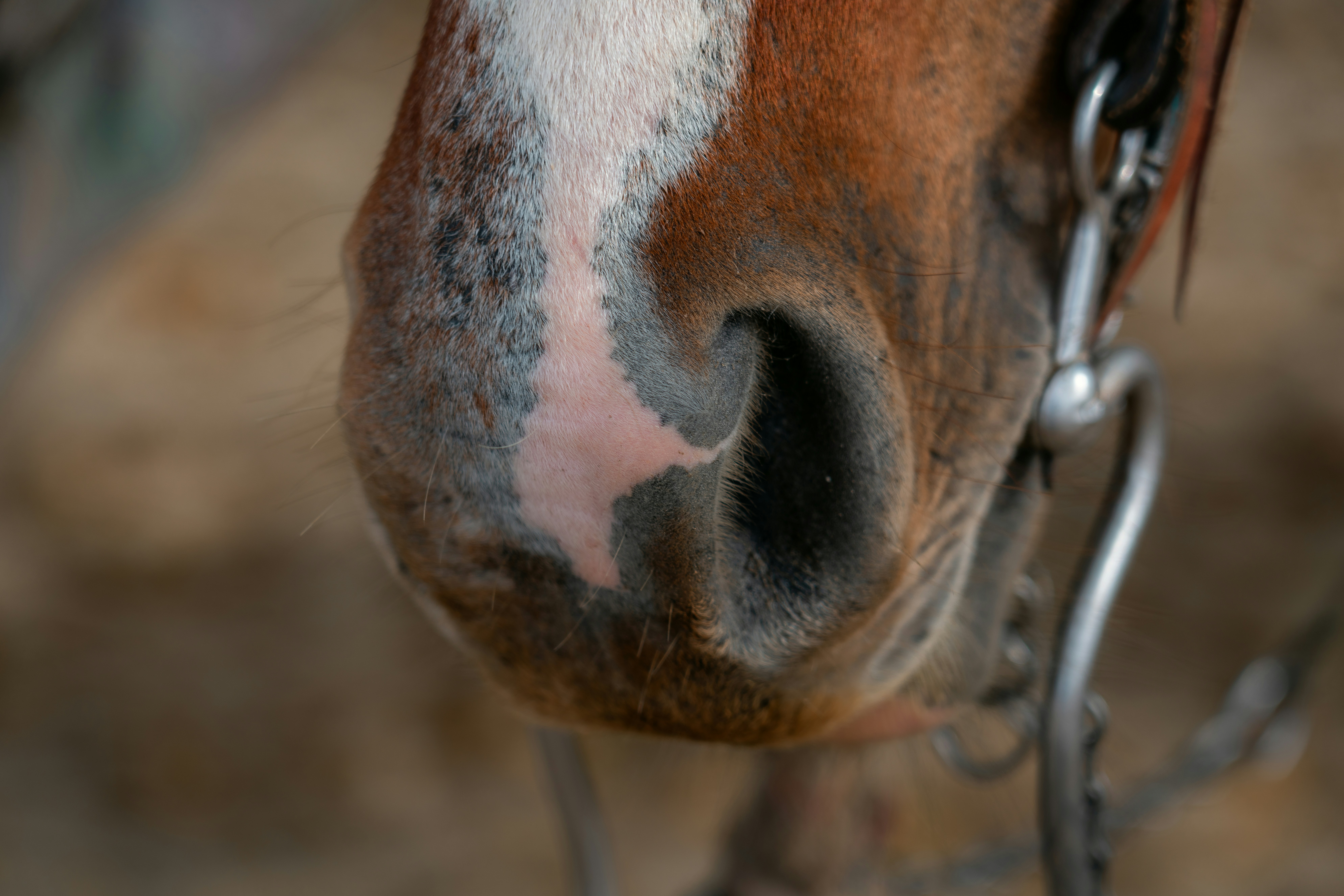Pink-nosed close-up: a horse's muzzle framed by metal and leather