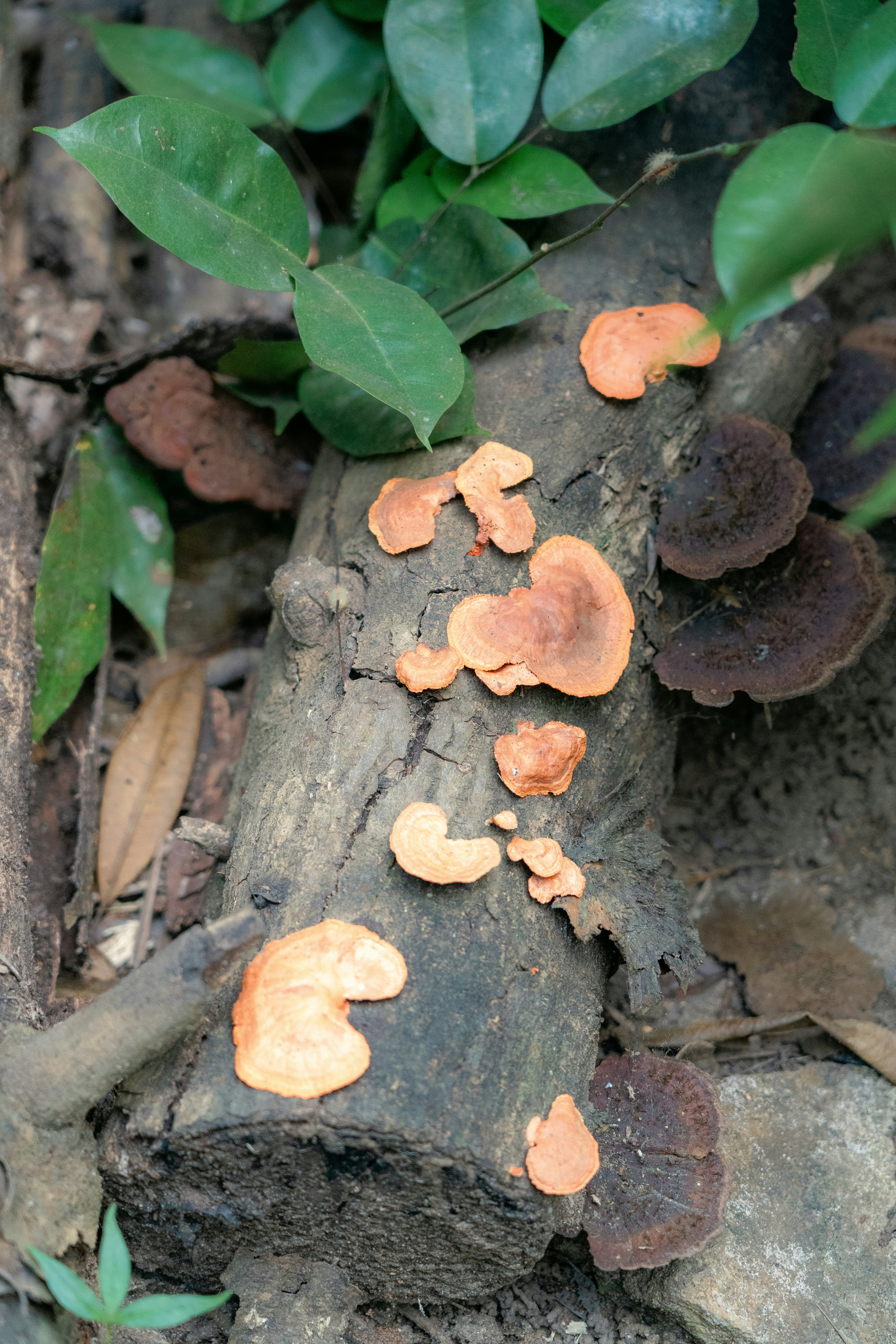 Orange bracket fungi marching along a weathered log