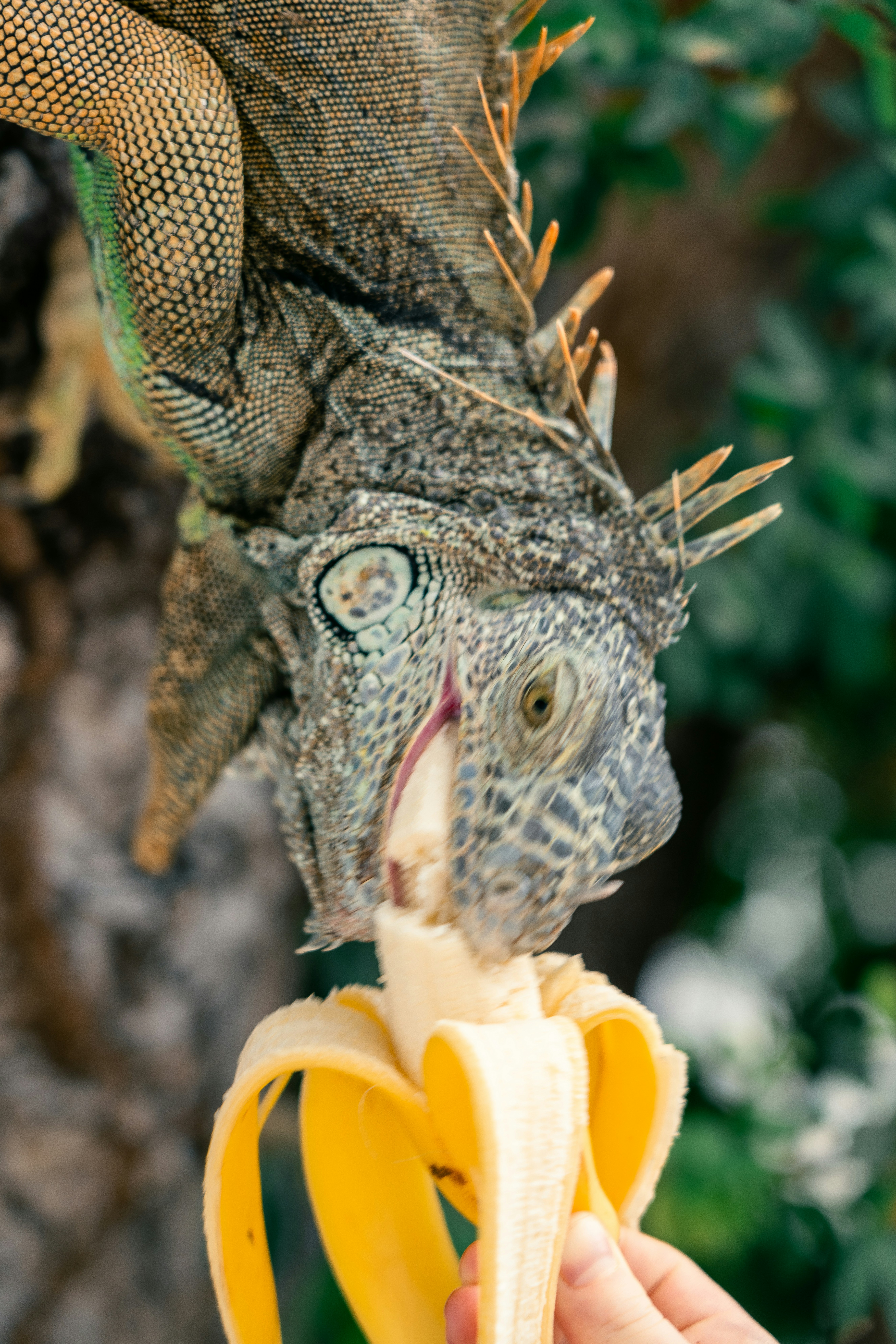 Ferocious Beak Meets Banana Snack: A Close Encounter with a Dragonfruit Lizard