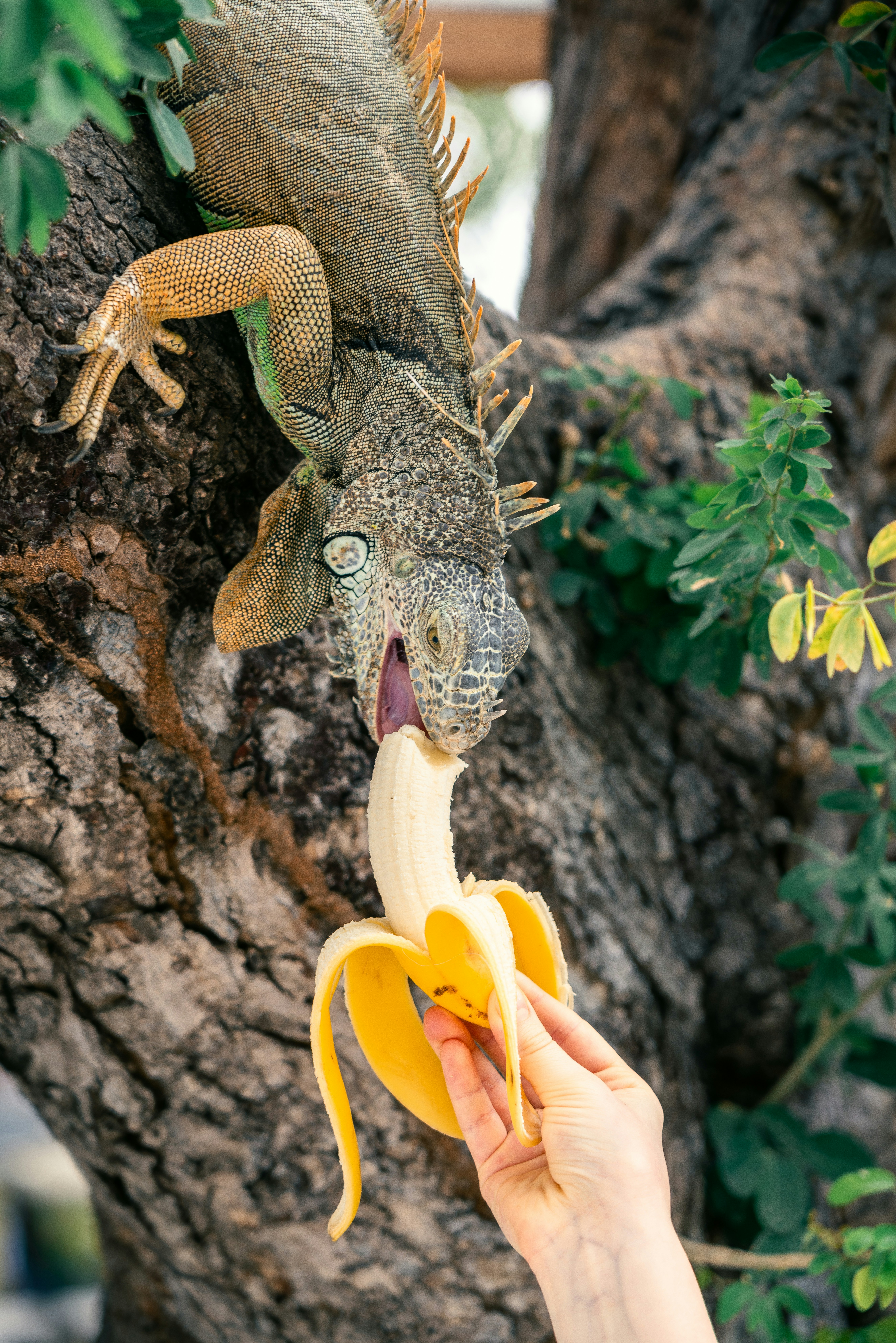 Banana Banquet on Bark: A Green Iguana Delicately Bites a Peel