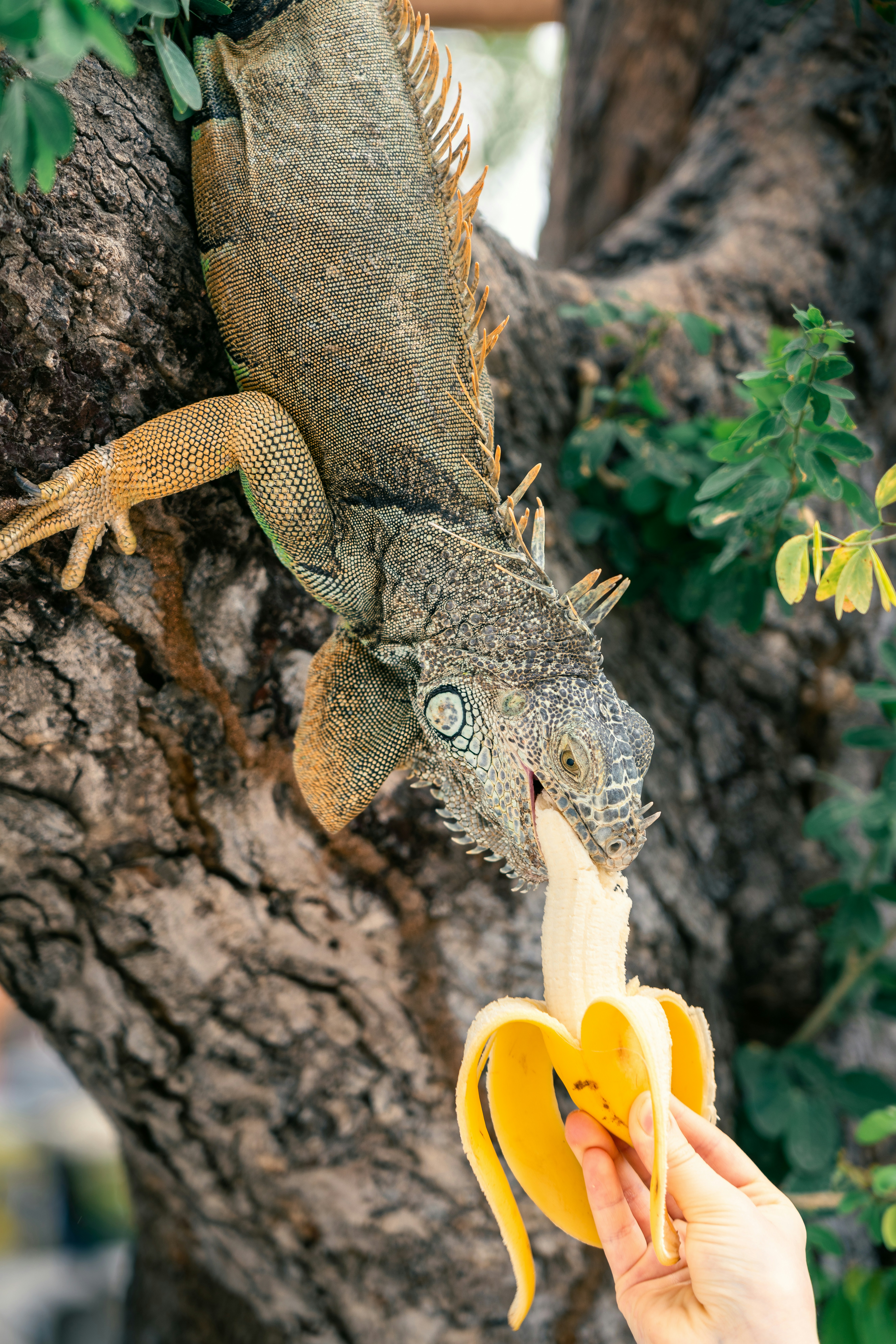 Banquet of the Behemoth: Iguana Bites Banana Parade