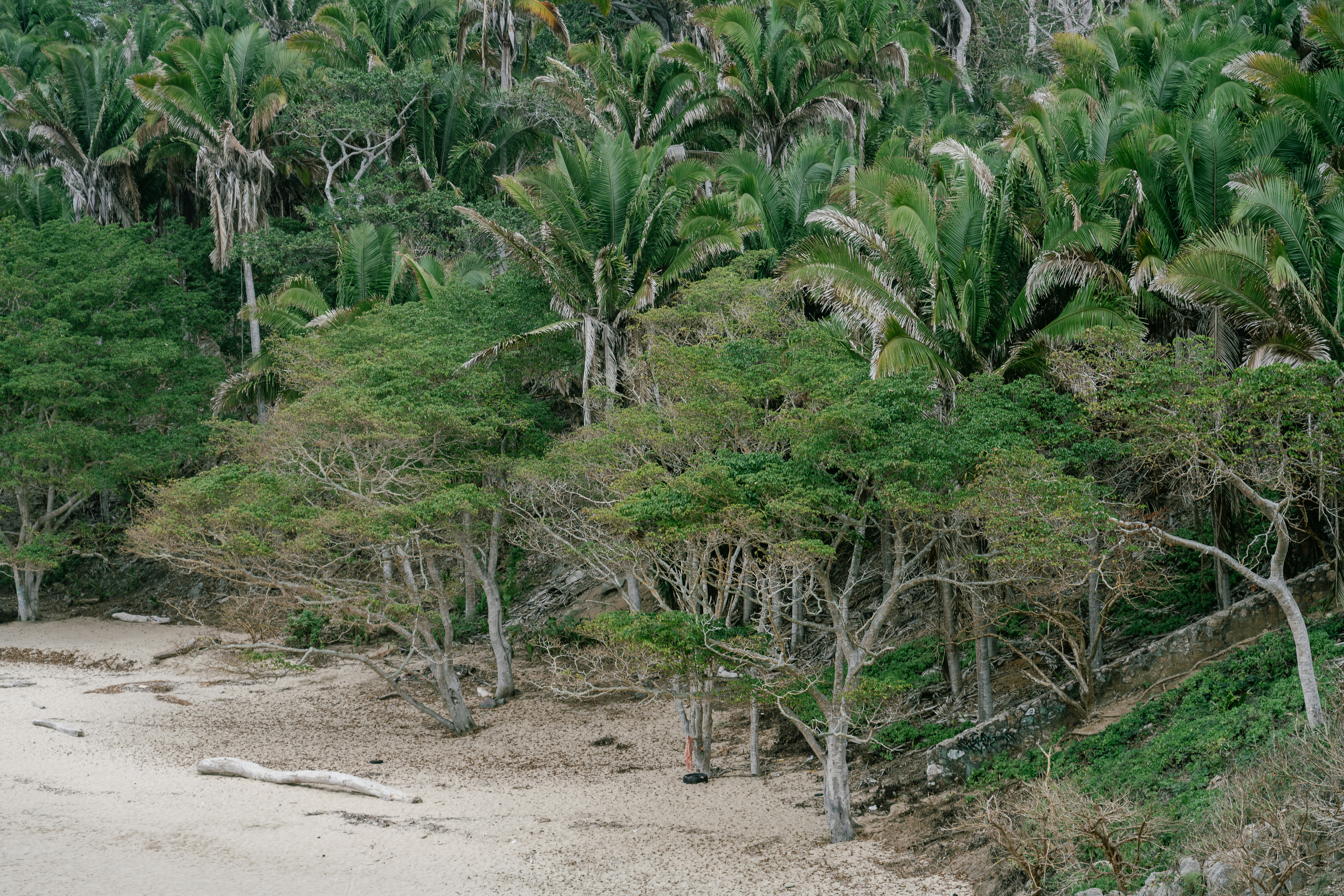 Palm Border Quietude: A Tropical Beach Fringed by Dense Foliage