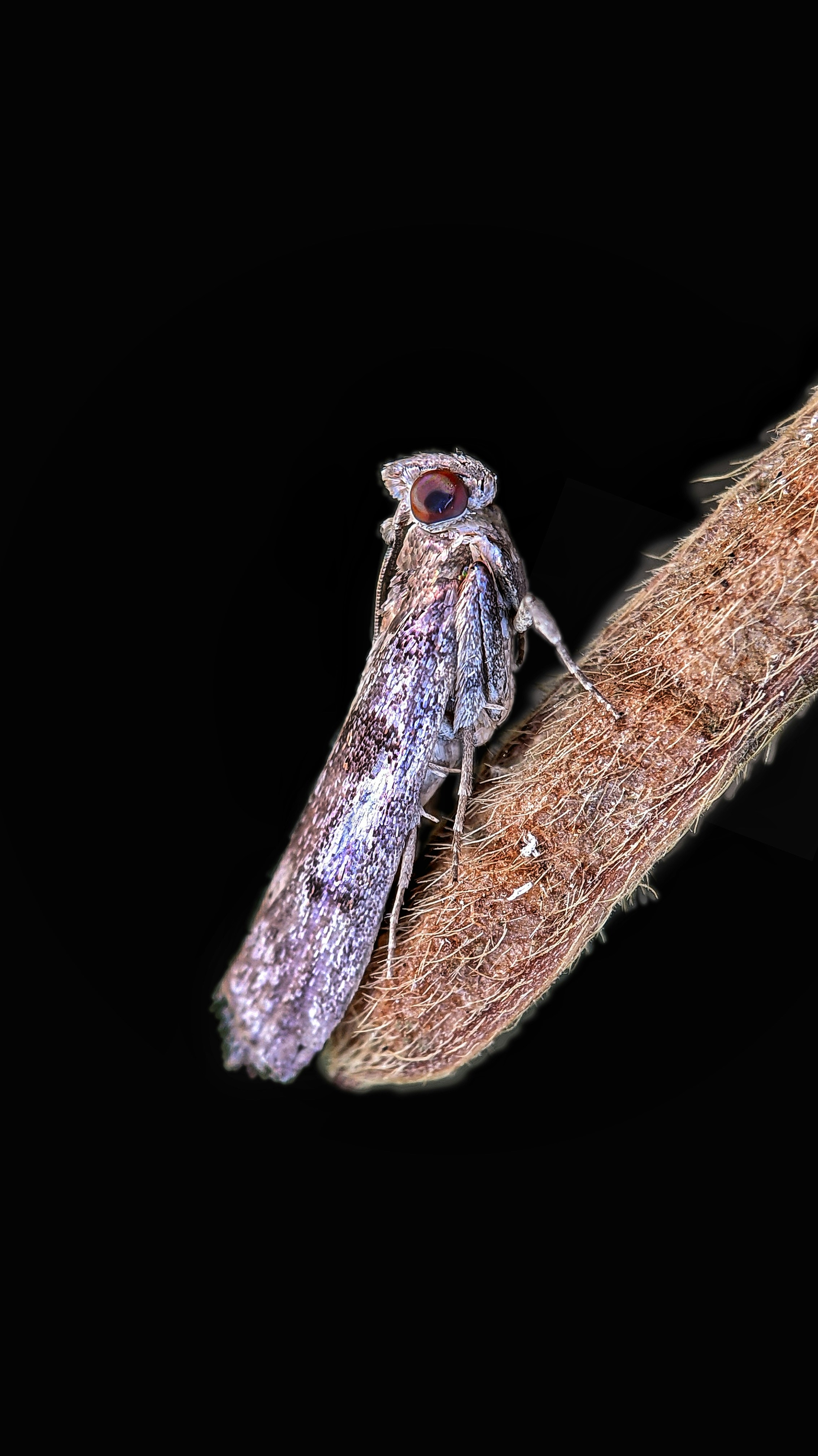 Lavender Moth on a Frayed Twig Against Velvet Black