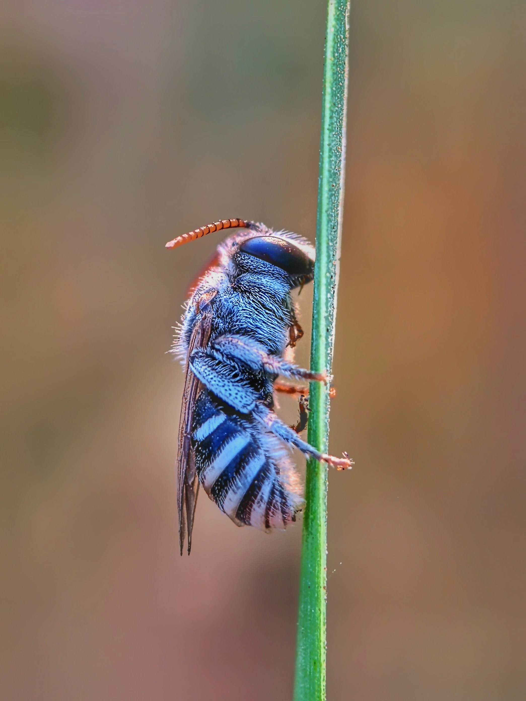 Cobalt Carpenter Bee Clinging to a Green Blade in Close-Up