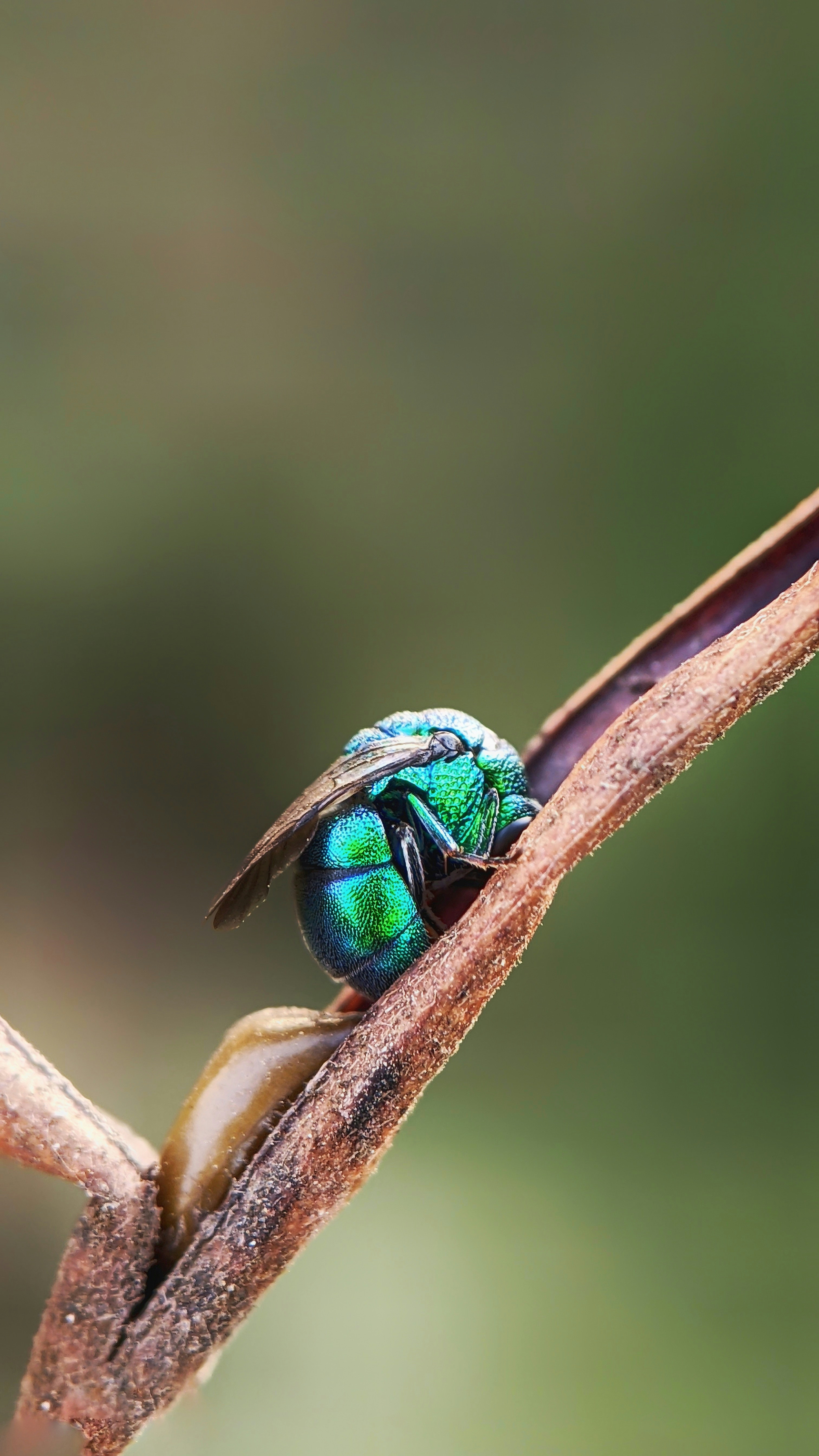 Emerald Sweat Bee Perched on a Diagonal Twig