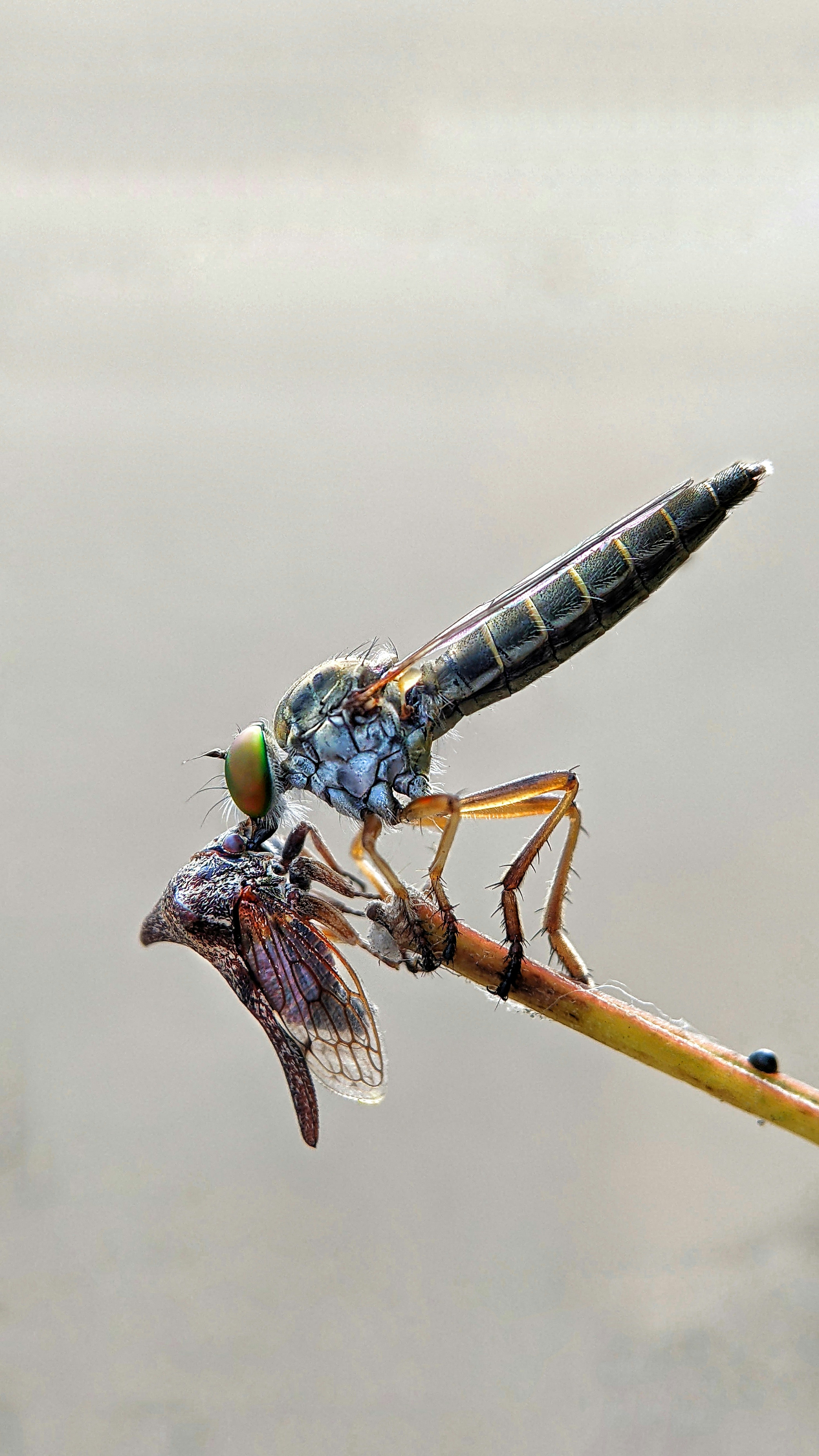 Predatory Pause: Dragonfly Secures Its Prey on a Bare Twig