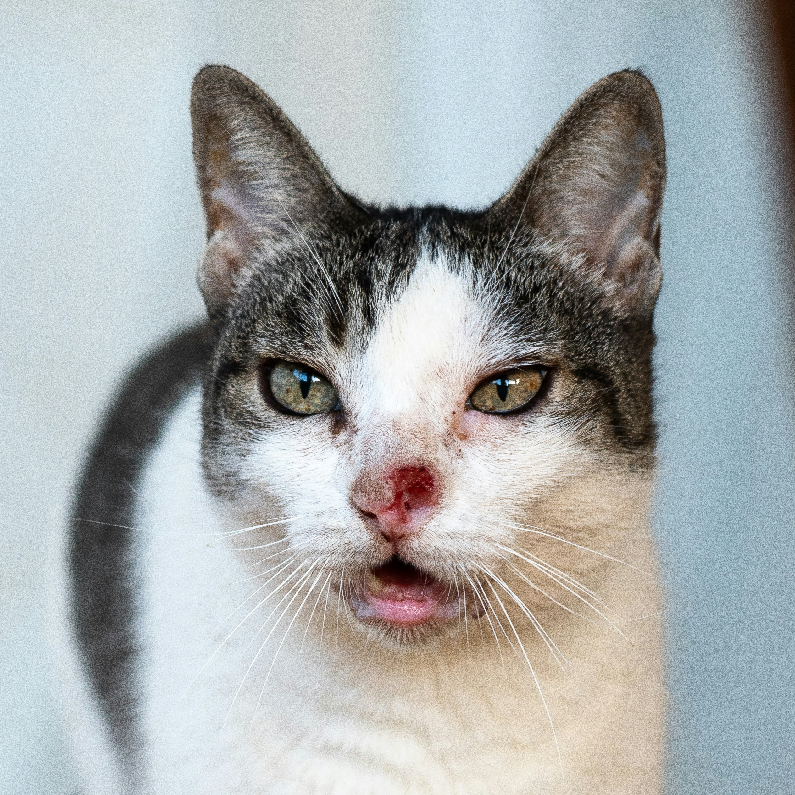 Momentary Meow: Close-Up Portrait of a Tabby-White Cat