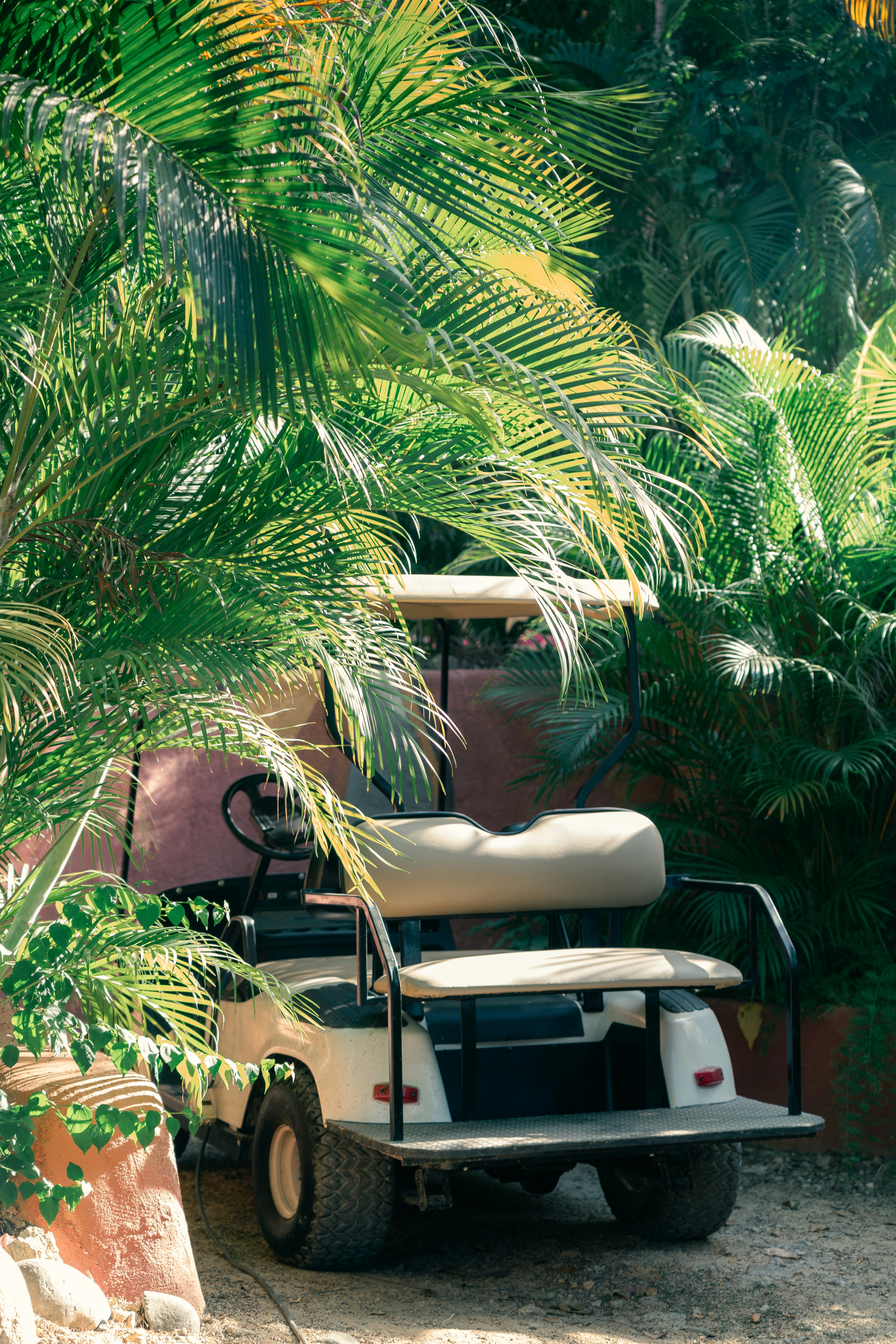 A golf cart parked in front of a palm tree photo – Free Vehicle Image ...