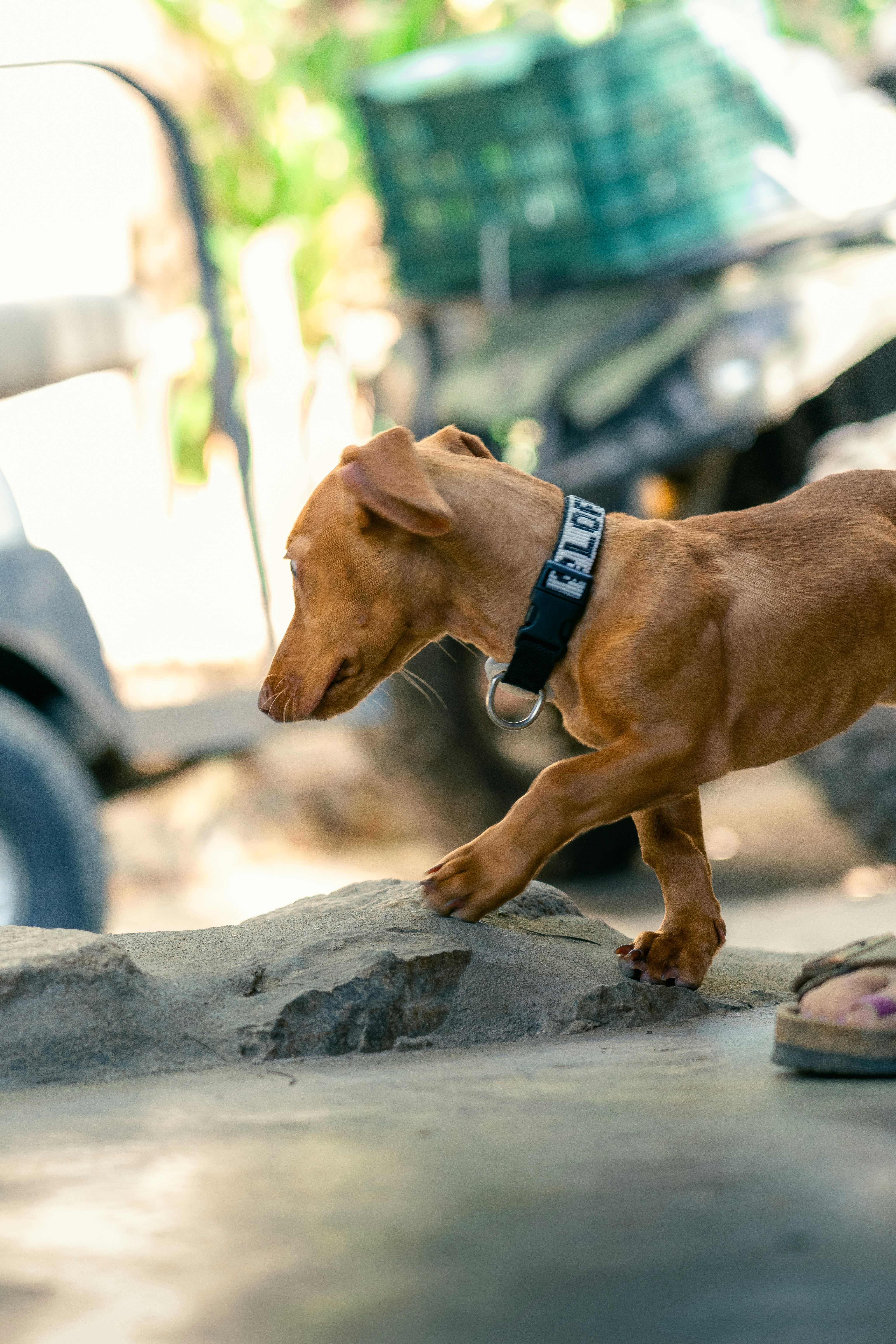 Brown hound stepping over a sandy curb with a training collar