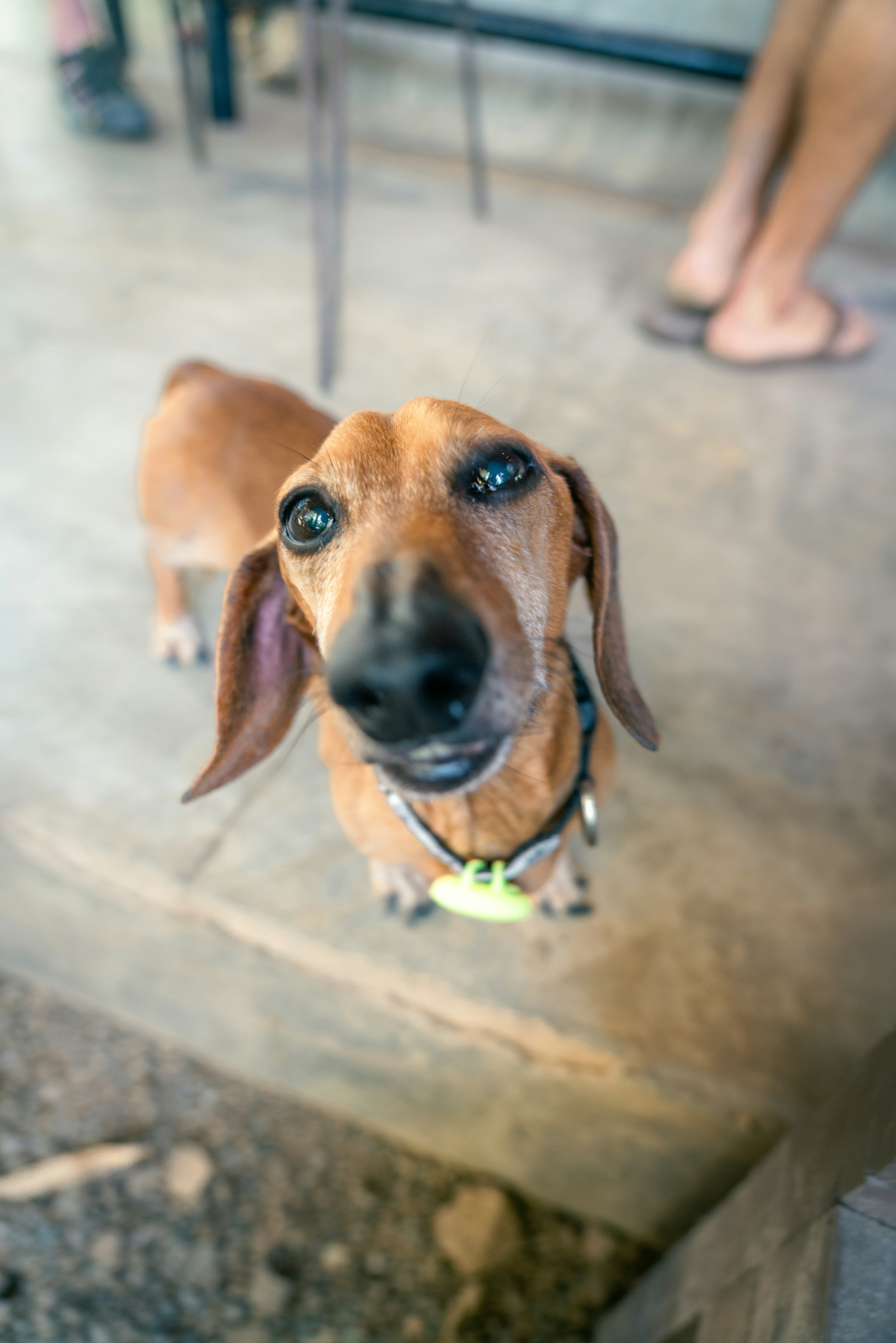 Curious Dachshund Stares Upward from a Shady Porch