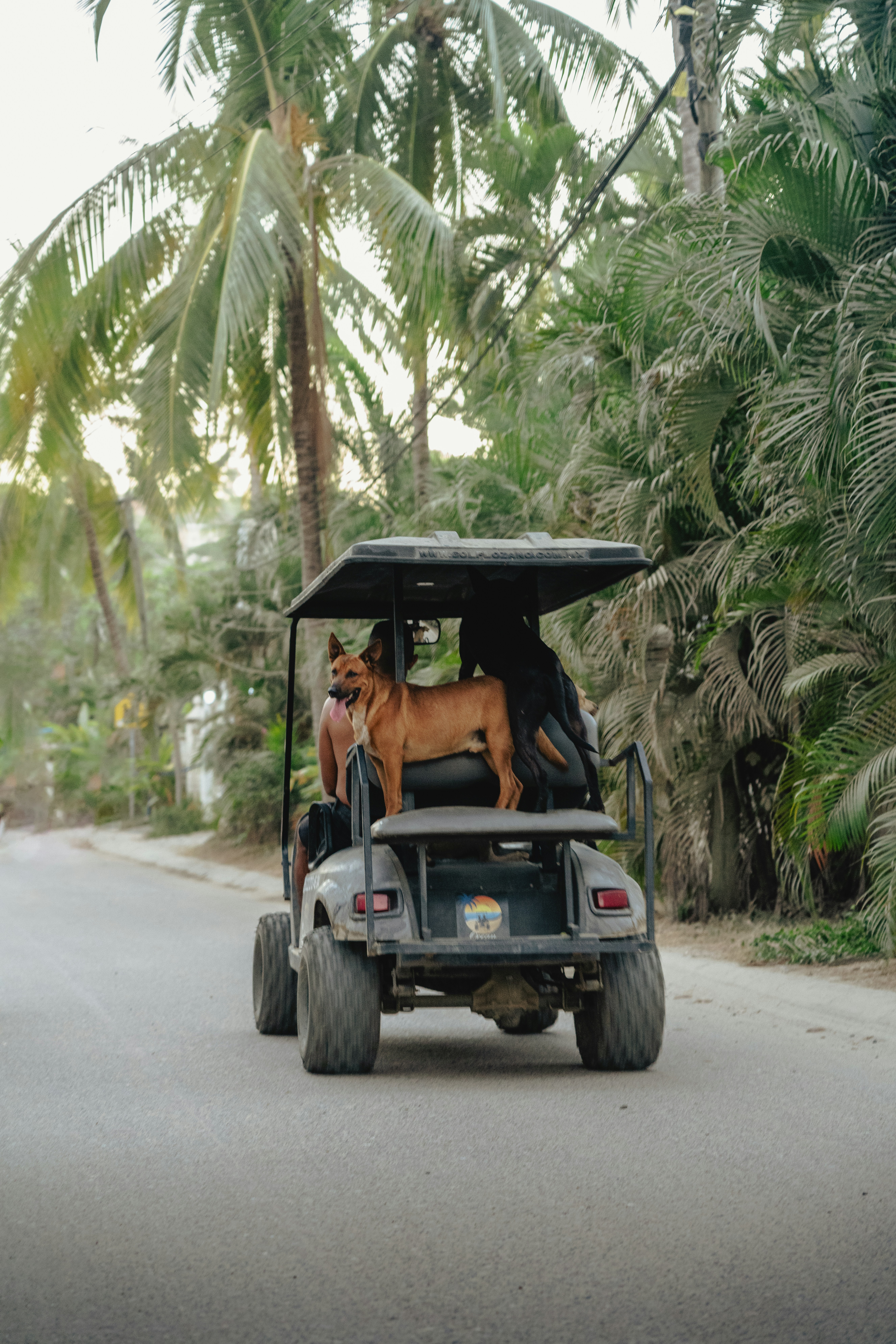 Palm-Canopy Drive: A Curious Dog Rides Shotgun in a Tropical Golf Cart.